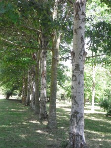 Ma Botanique: Populus-simonii-RIMG0466