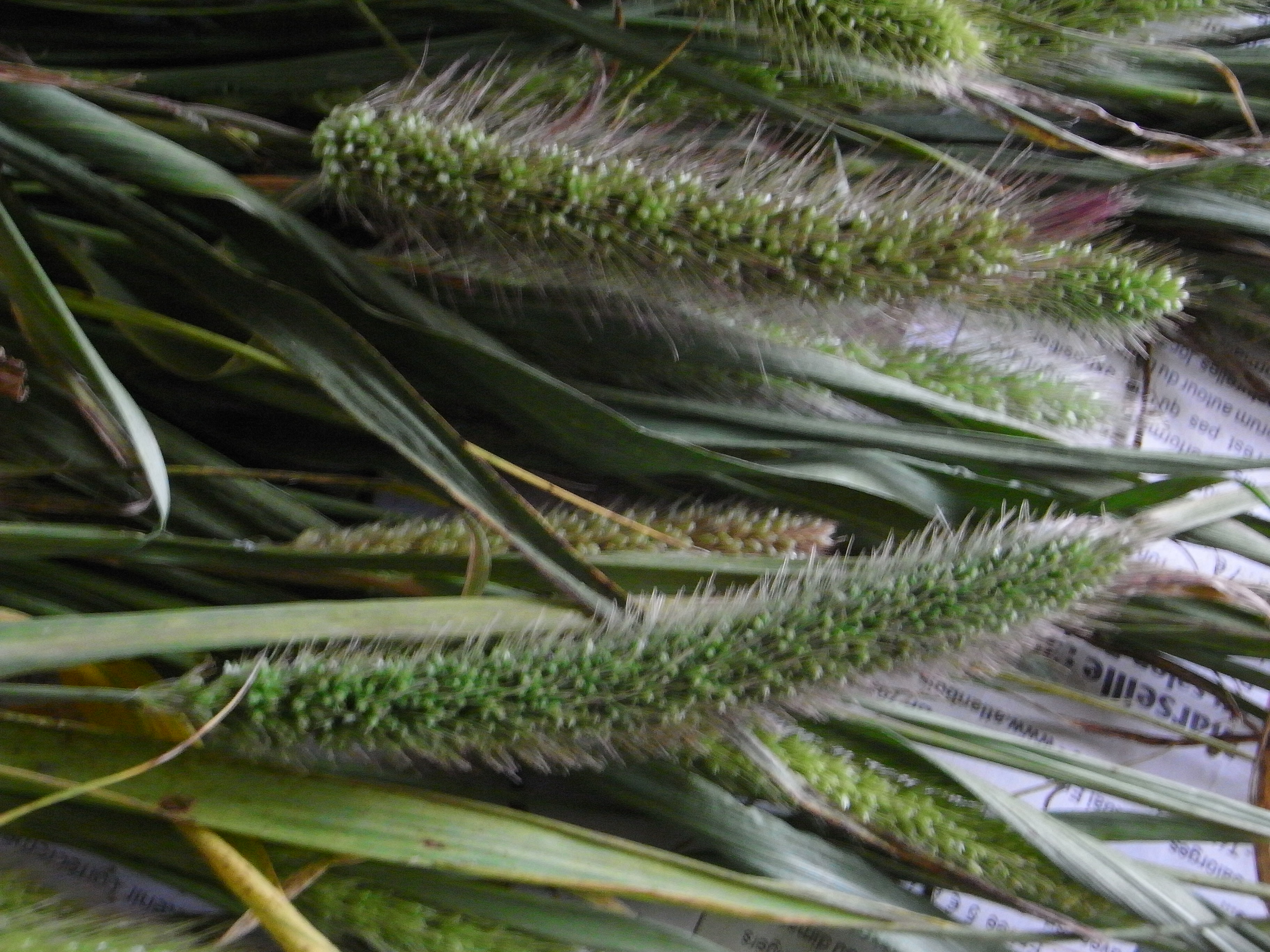 moha-RIMG0462 – Ma Botanique