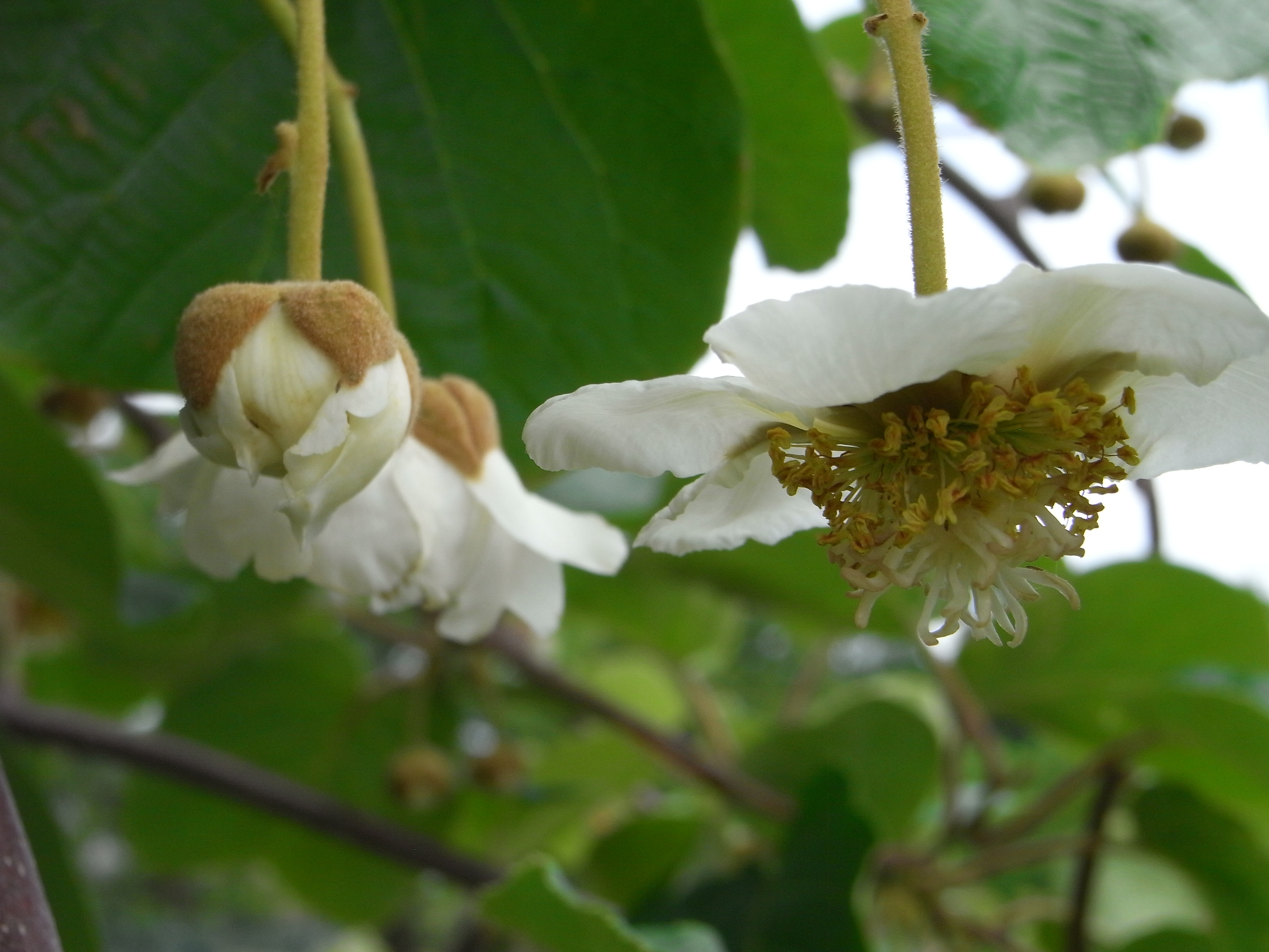 actinidia-deliciosa-RIMG0609 – Ma Botanique