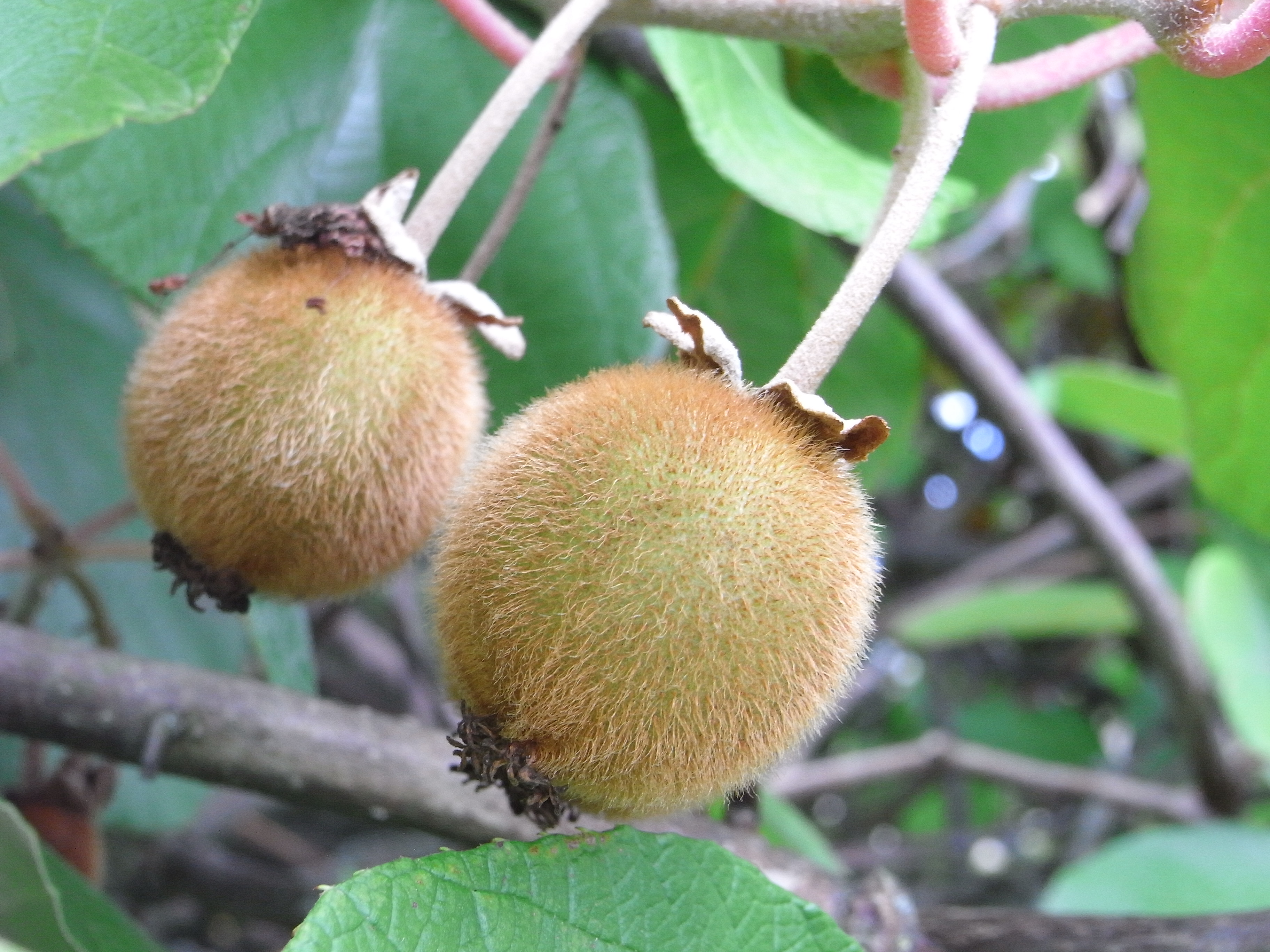 actinidia-deliciosa-RIMG0788 – Ma Botanique