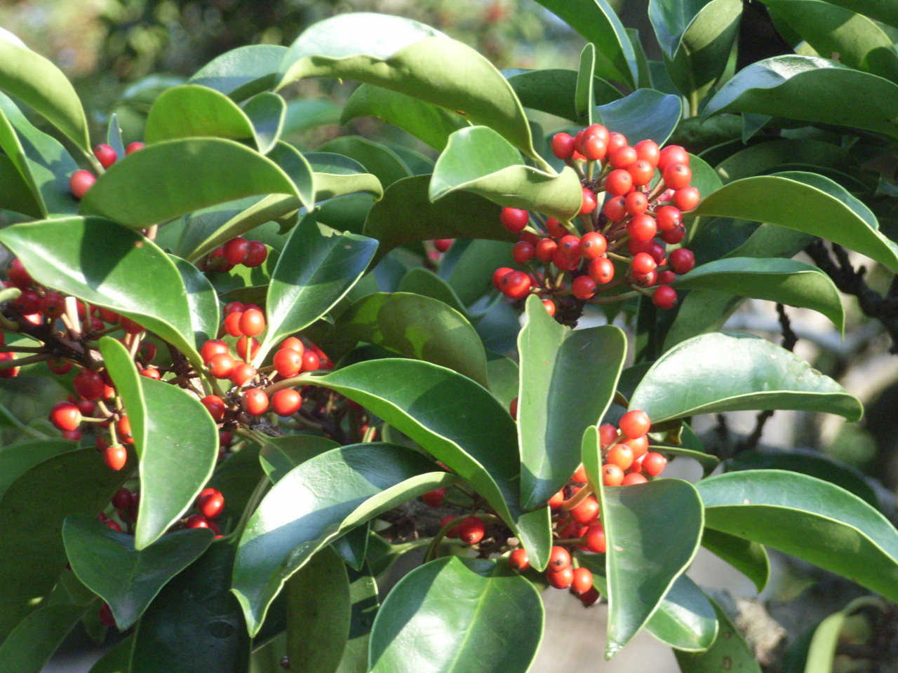 ilex rotunda R0012536