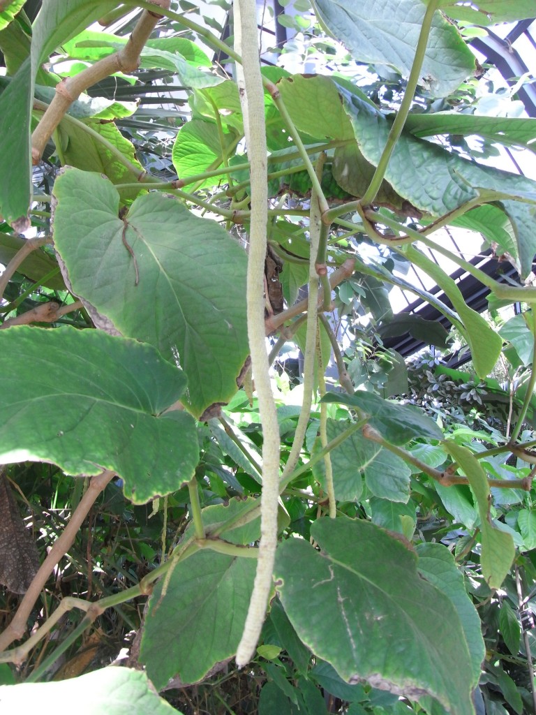 Poivre du Brésil | Ma Botanique