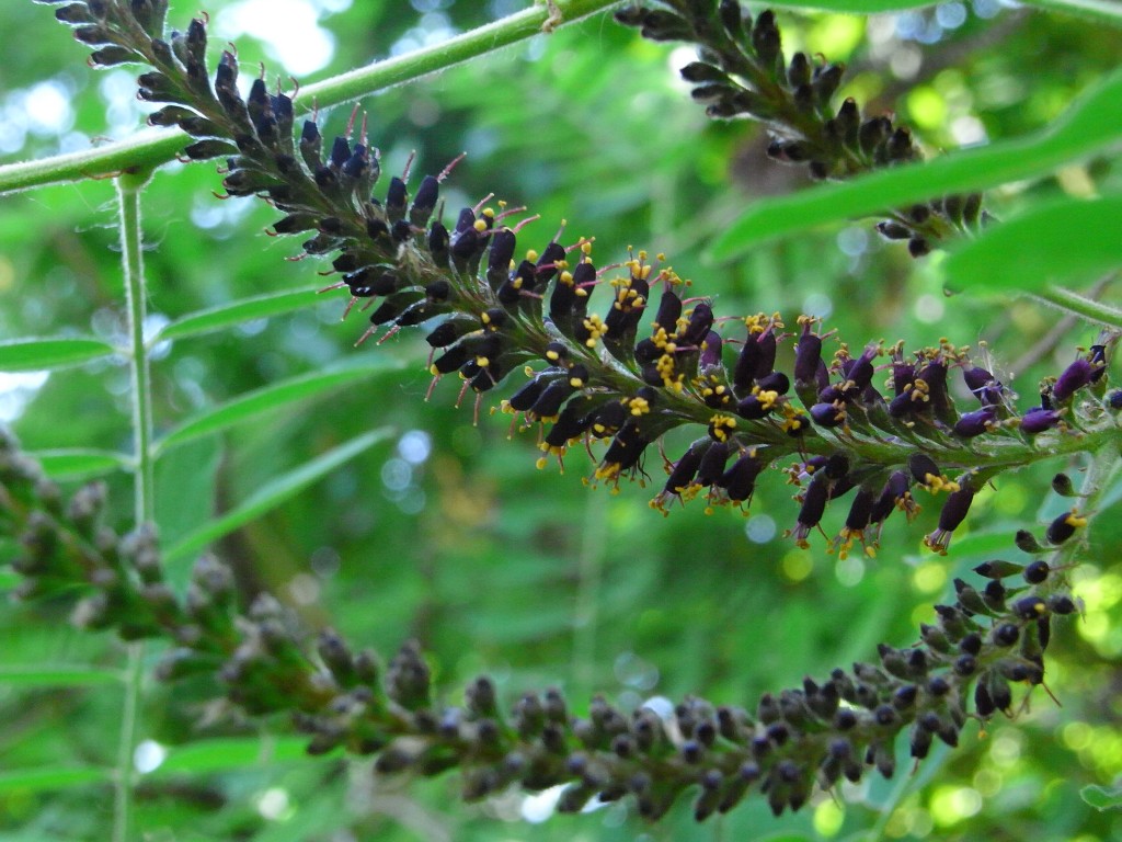 Ma Botanique: Faux-indigo, Amorphe arbustive, Indigo du Bush