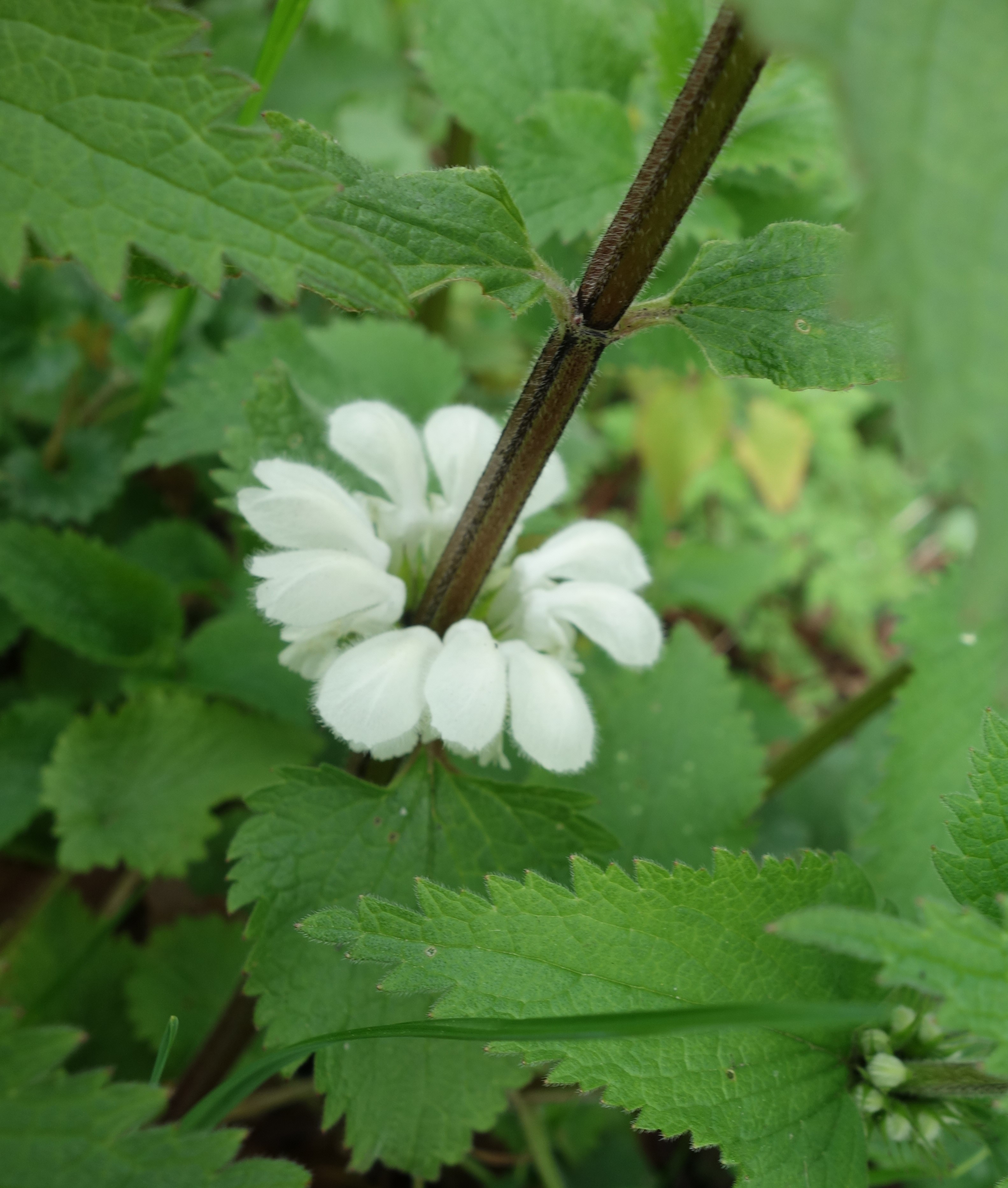 Lamier blanc, Ortie blanche, Ortie morte – Ma Botanique