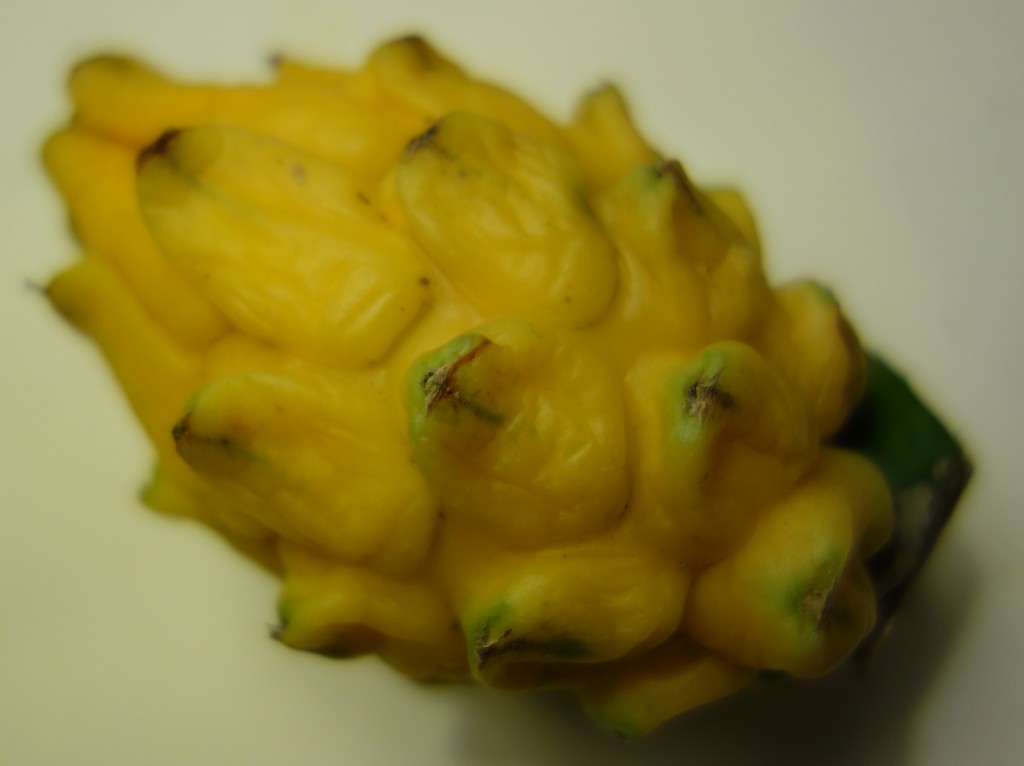 Ma Botanique: Pitaya jaune, Fruit du dragon jaune