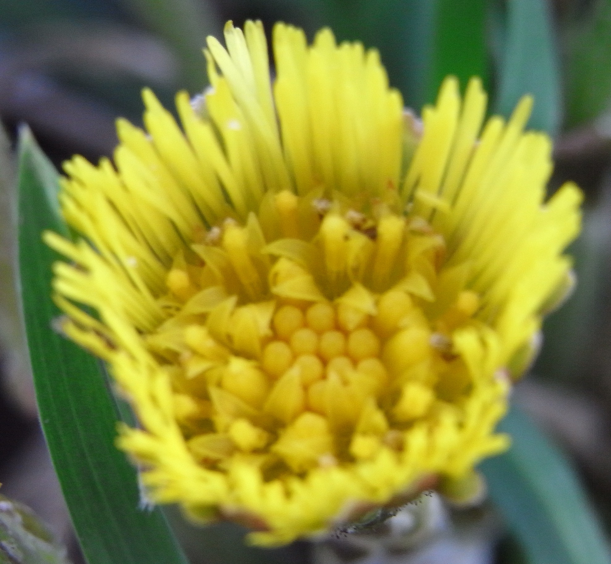 Tussilage, Pas-d’âne, Herbe aux pattes, Taconnet, Chou de vigne – Ma ...