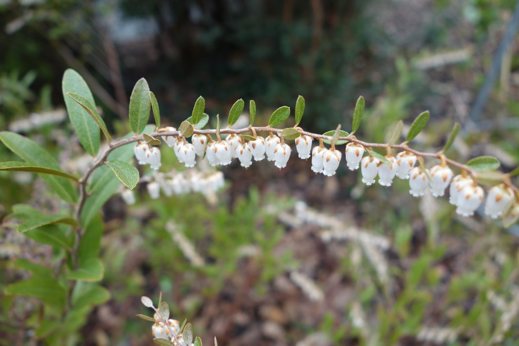 Ma Botanique: Cassandre caliculé, Andromède à petit calice, Petit ...