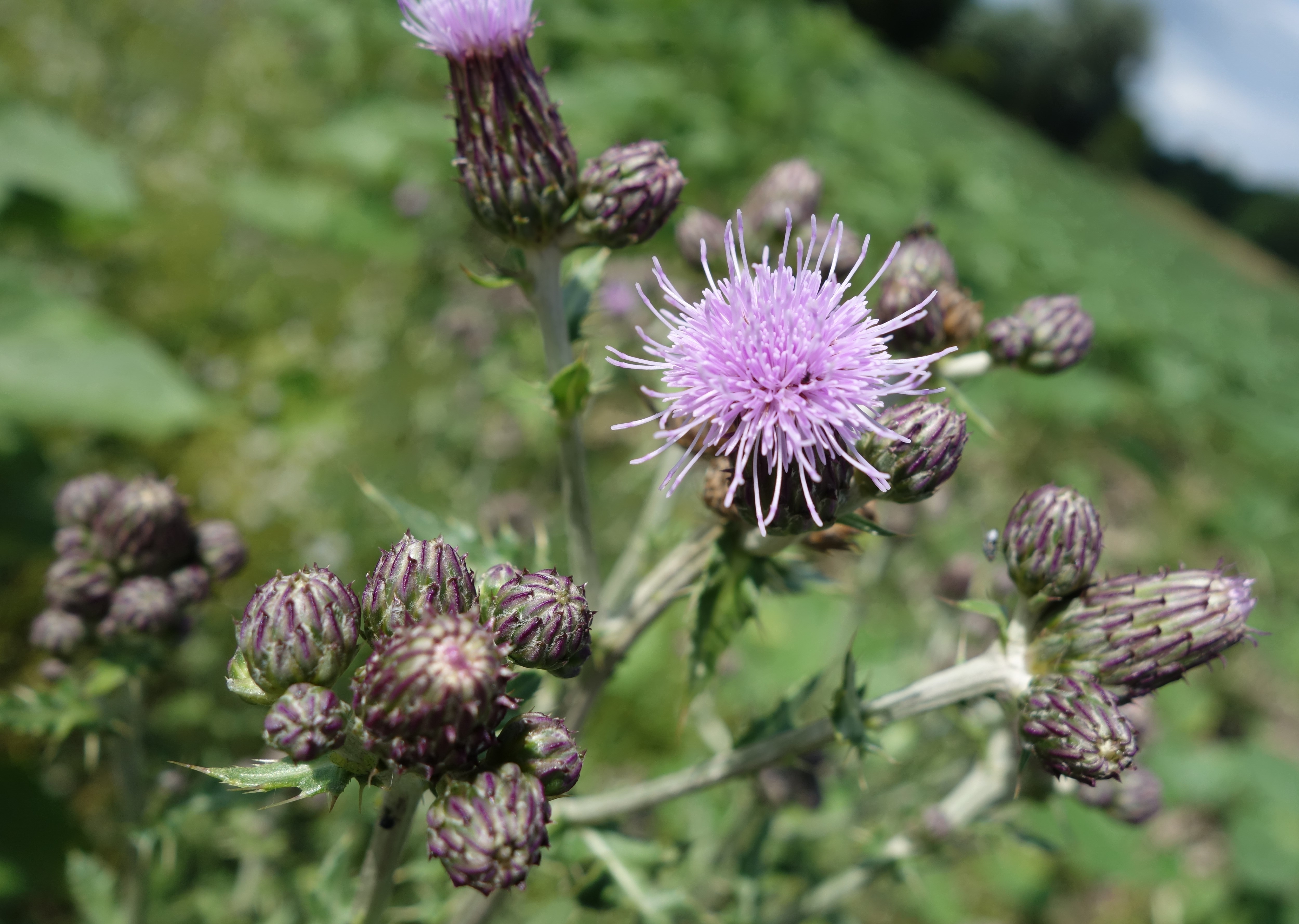 Cirses ou chardons – Ma Botanique
