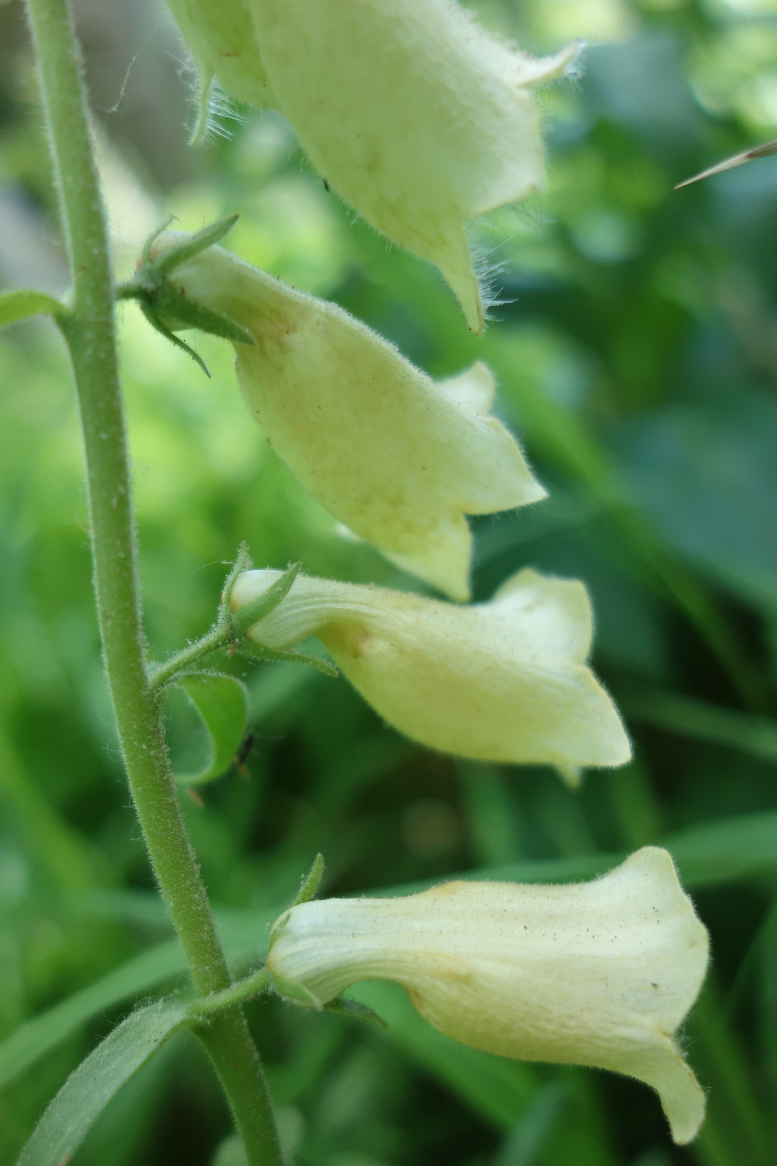 Digitale à grandes fleurs – Ma Botanique