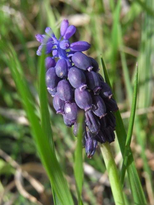 Ma Botanique: Muscari à grappes