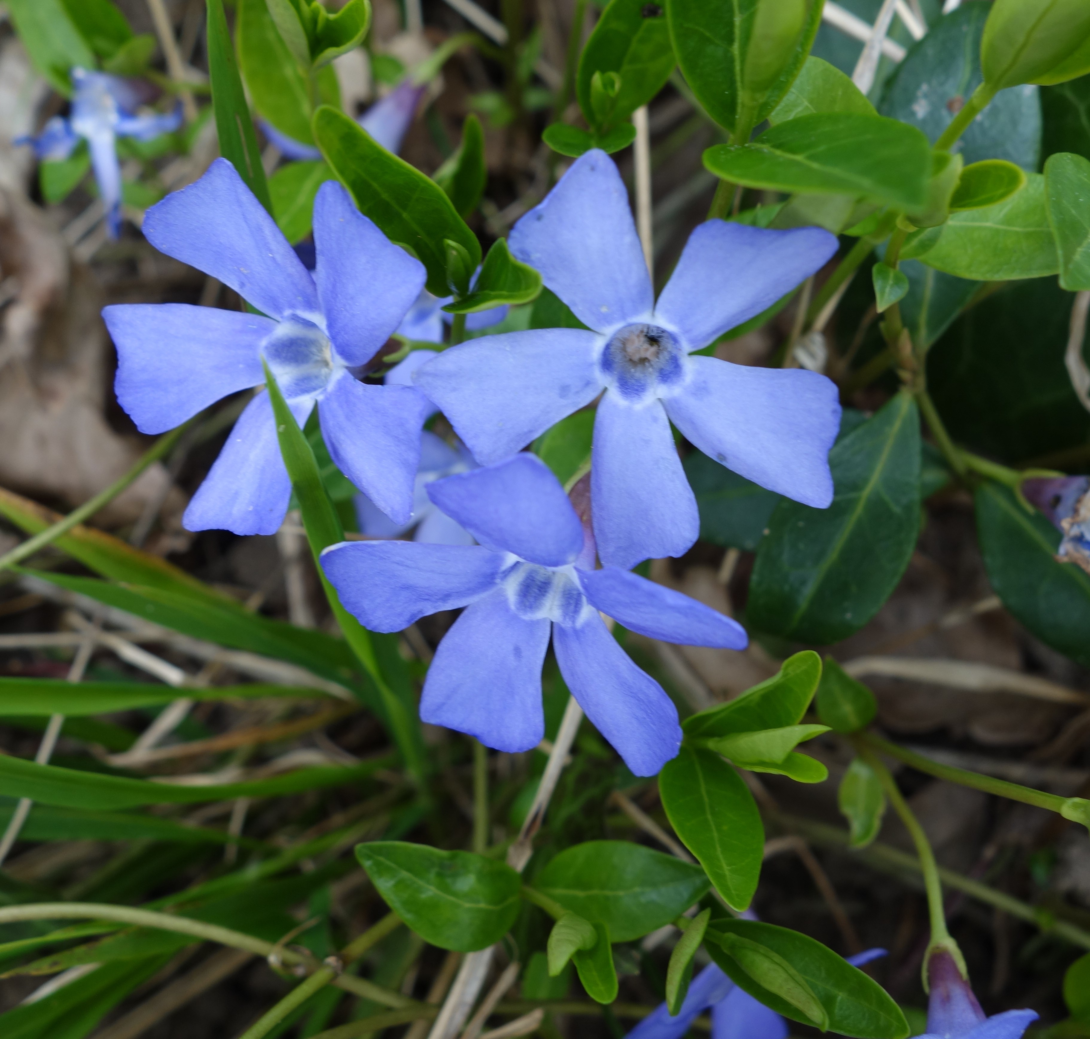 Petite pervenche - Ma Botanique
