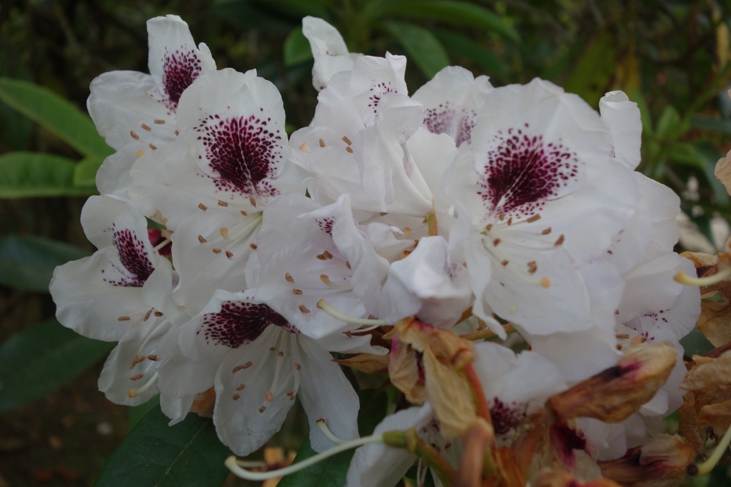 Ma Botanique: Rhododendron ‘Sappho’