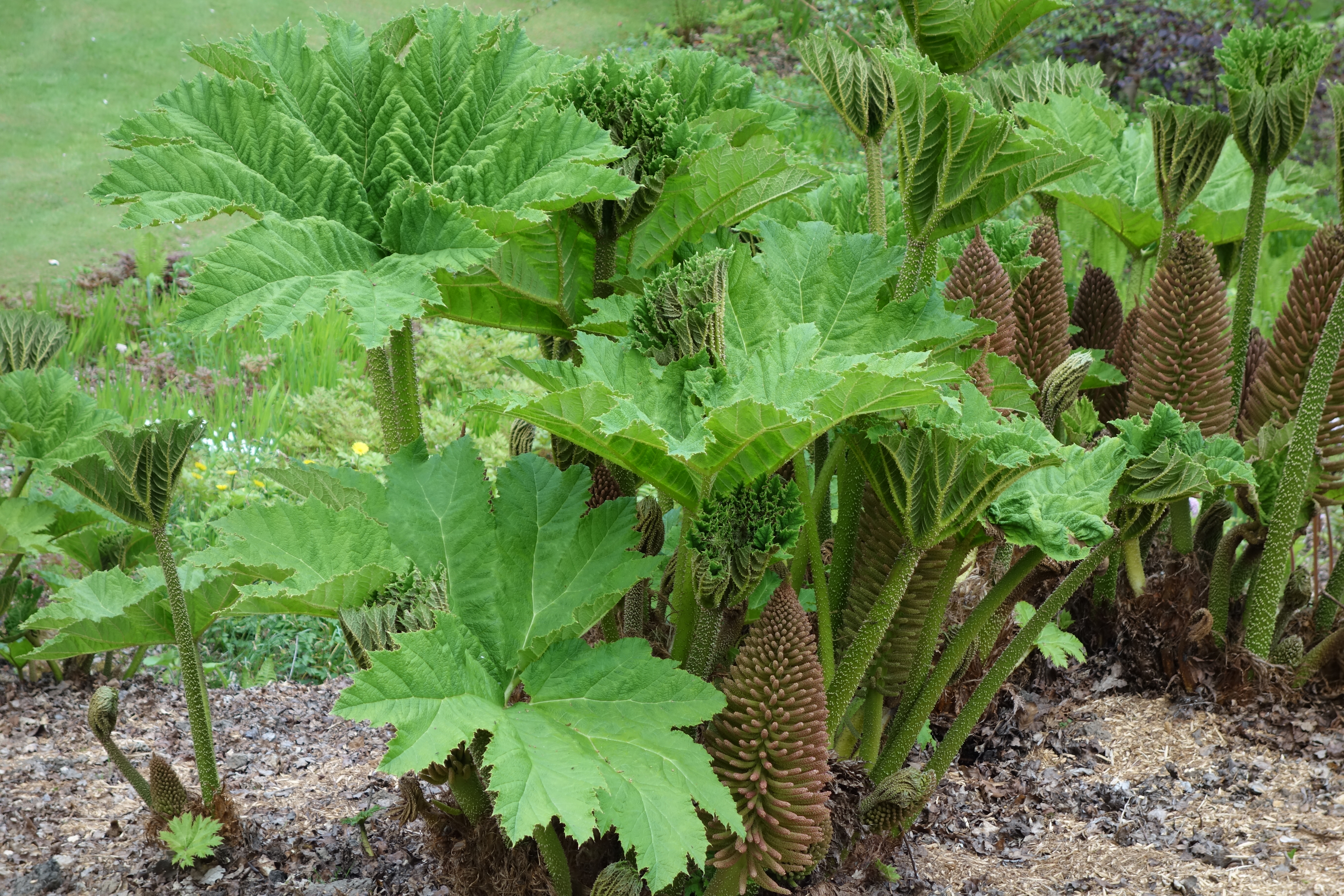 Gunnera du Brésil - Ma Botanique