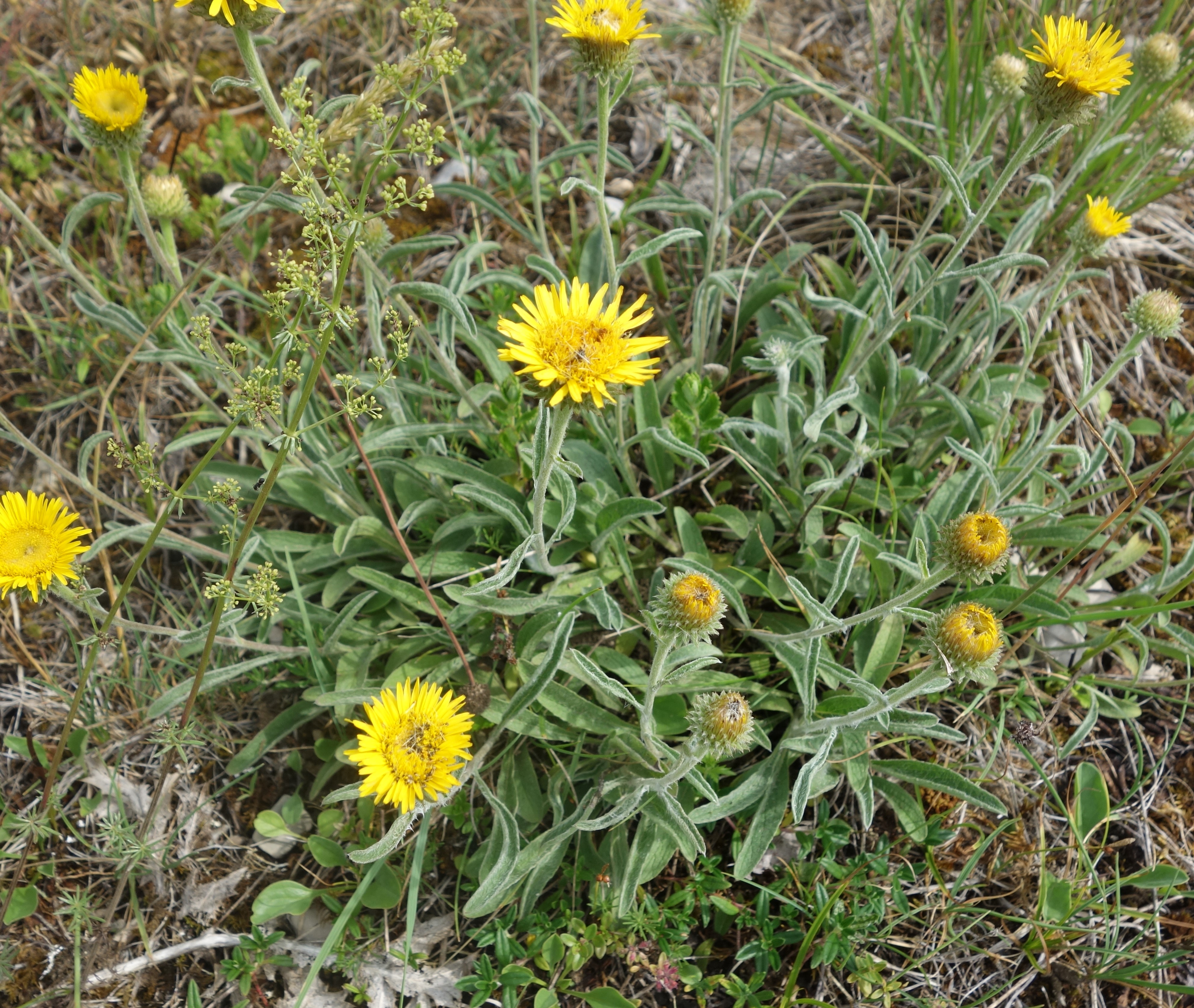 Inule des montagnes - Ma Botanique