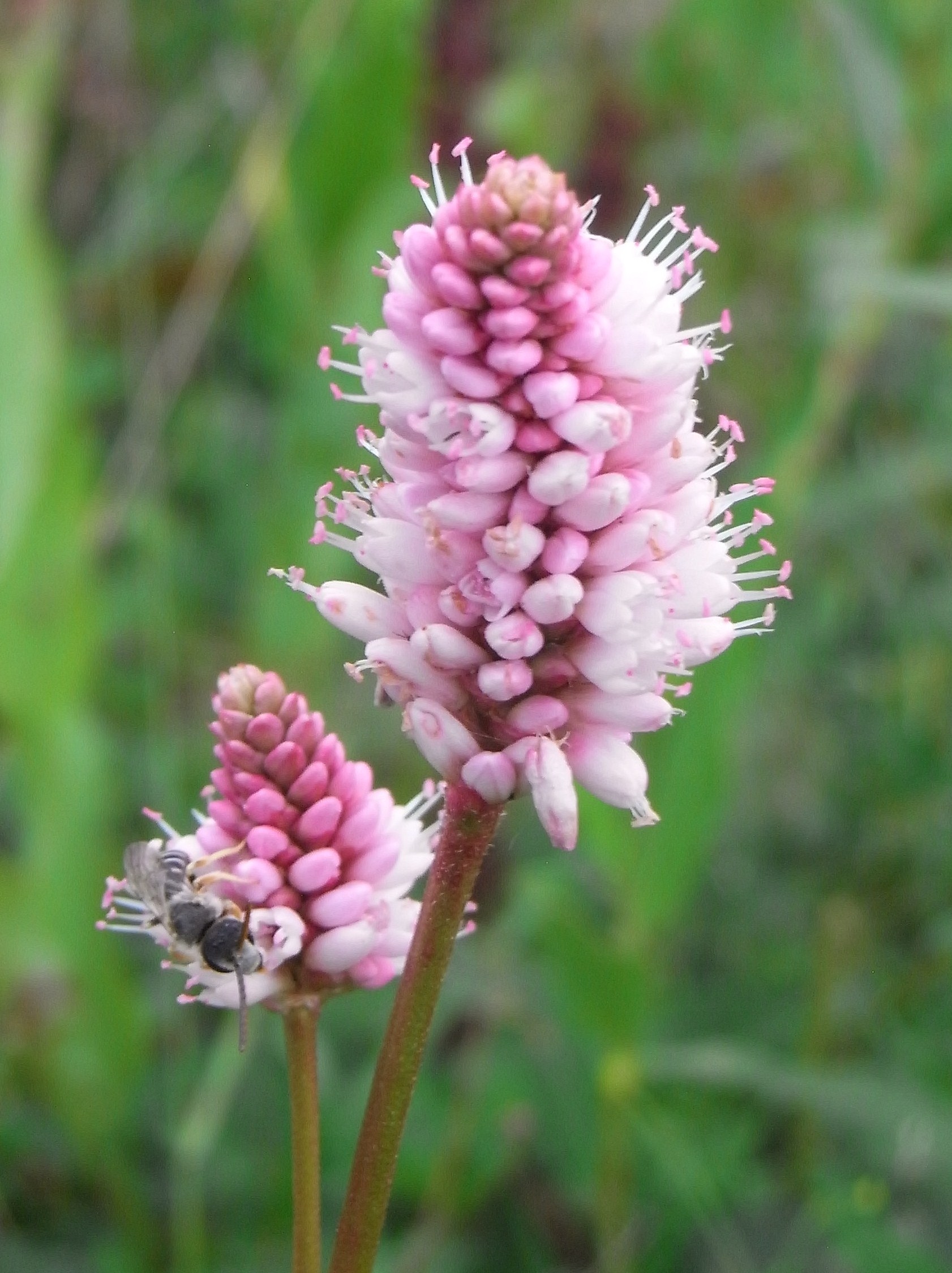 Renouée amphibie – Ma Botanique