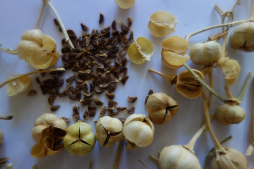 Harmal, Rue de Syrie | Ma Botanique