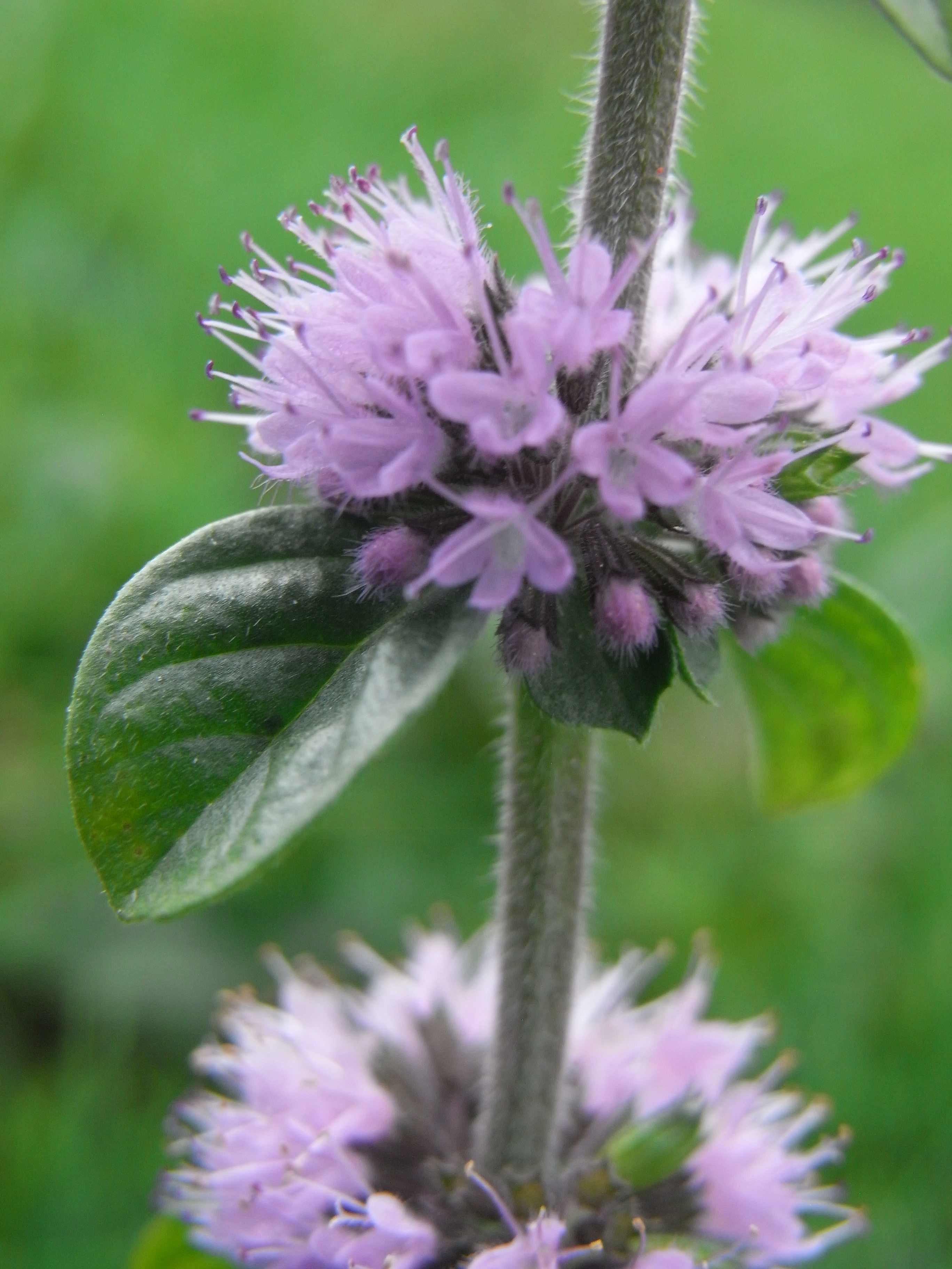 Menthe pouliot, Herbe aux puces, Herbe de St.Laurent, Chasse-puces – Ma ...