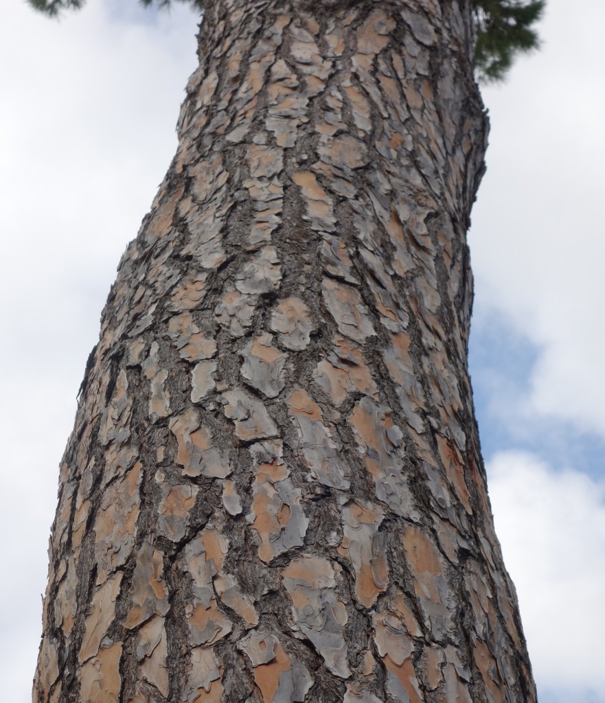 Pin parasol – Ma Botanique