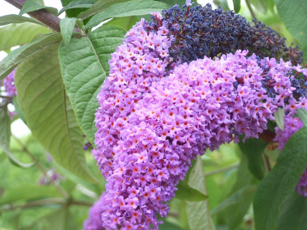 Ma Botanique: Buddléia du père David, Arbre-à-papillons, Lilas d’été