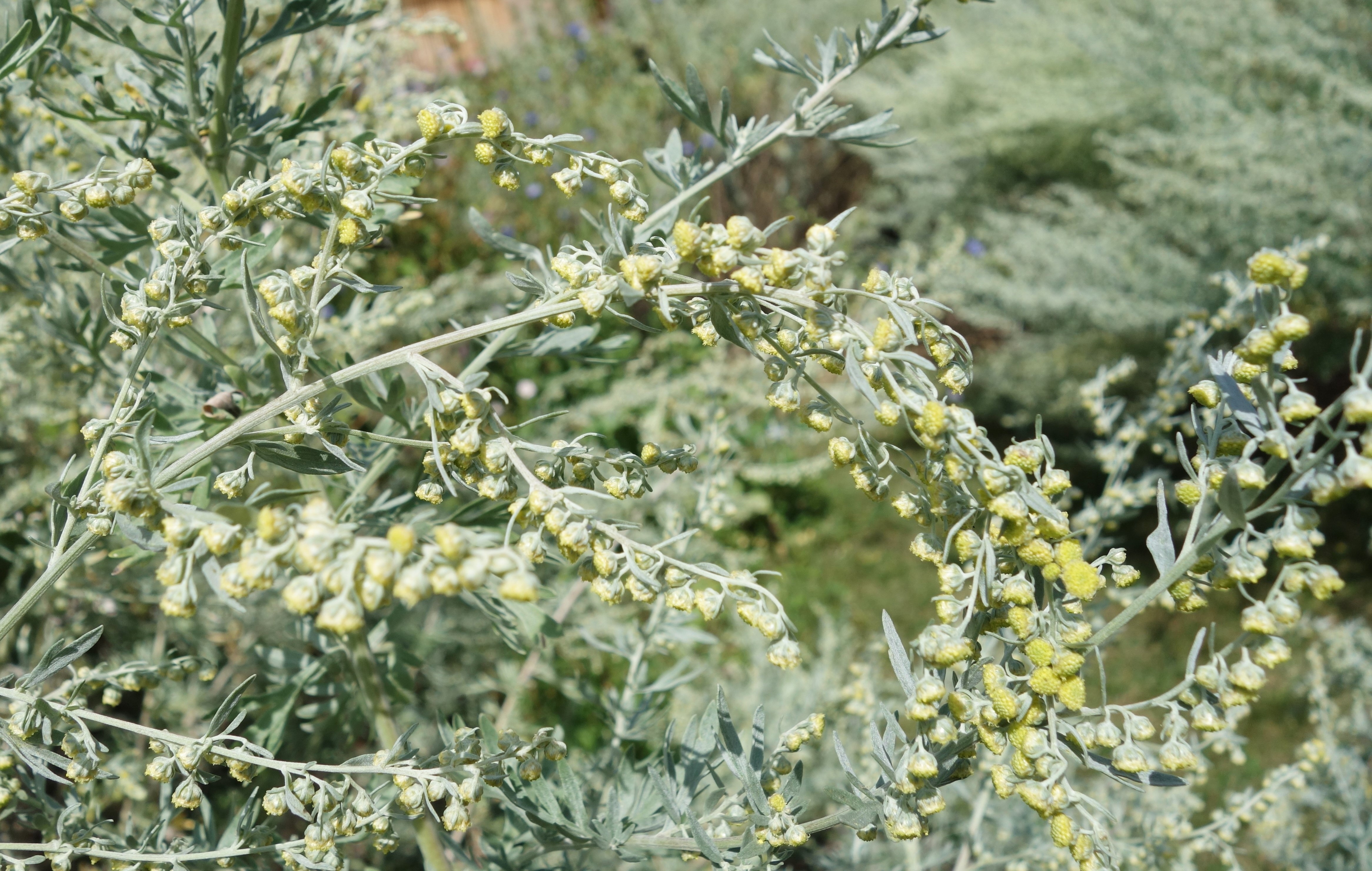 Armoise absinthe, Grande absinthe, Herbe aux vers, Aluine, Herbe sainte ...