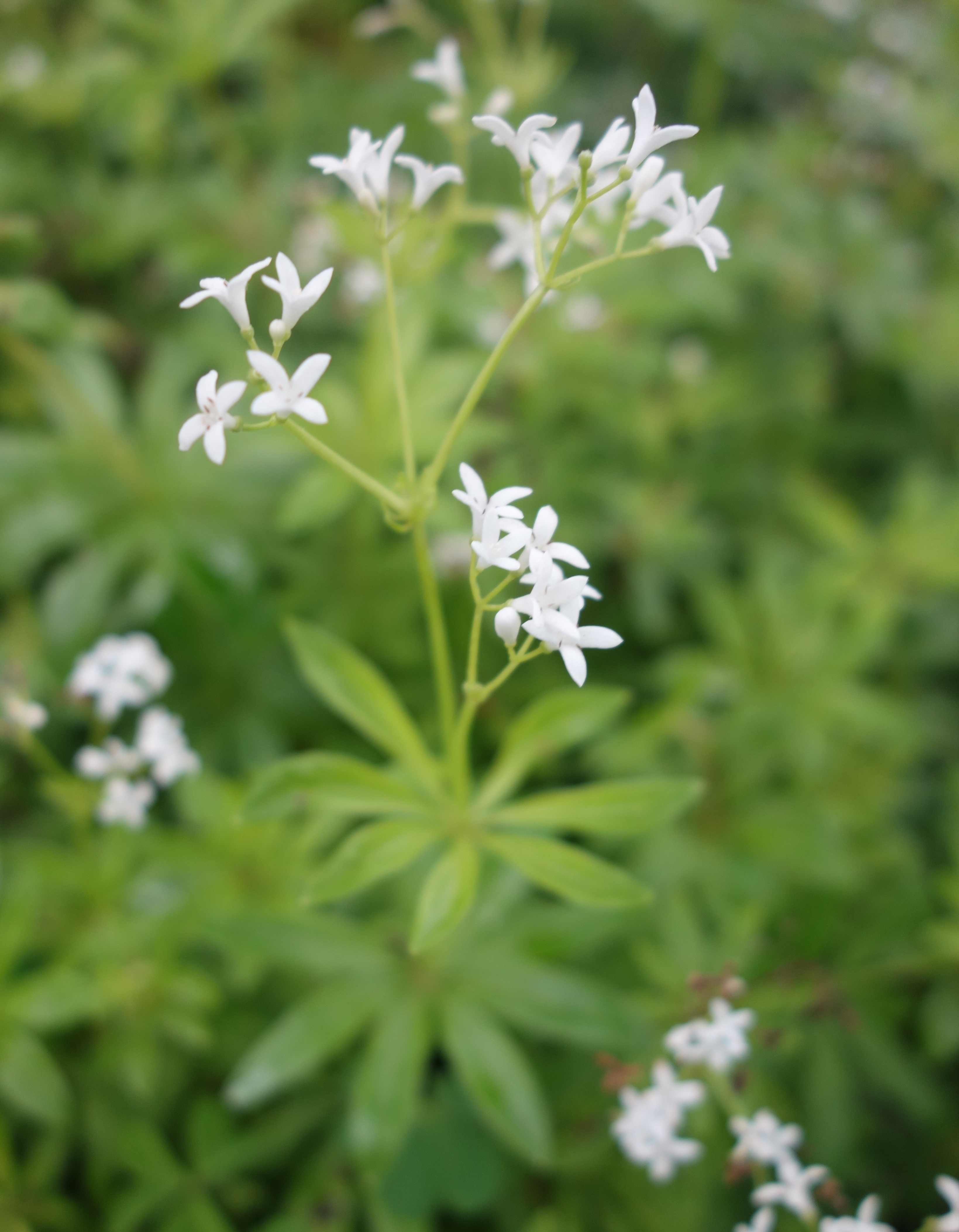 Aspérule odorante, Reine des bois – Ma Botanique