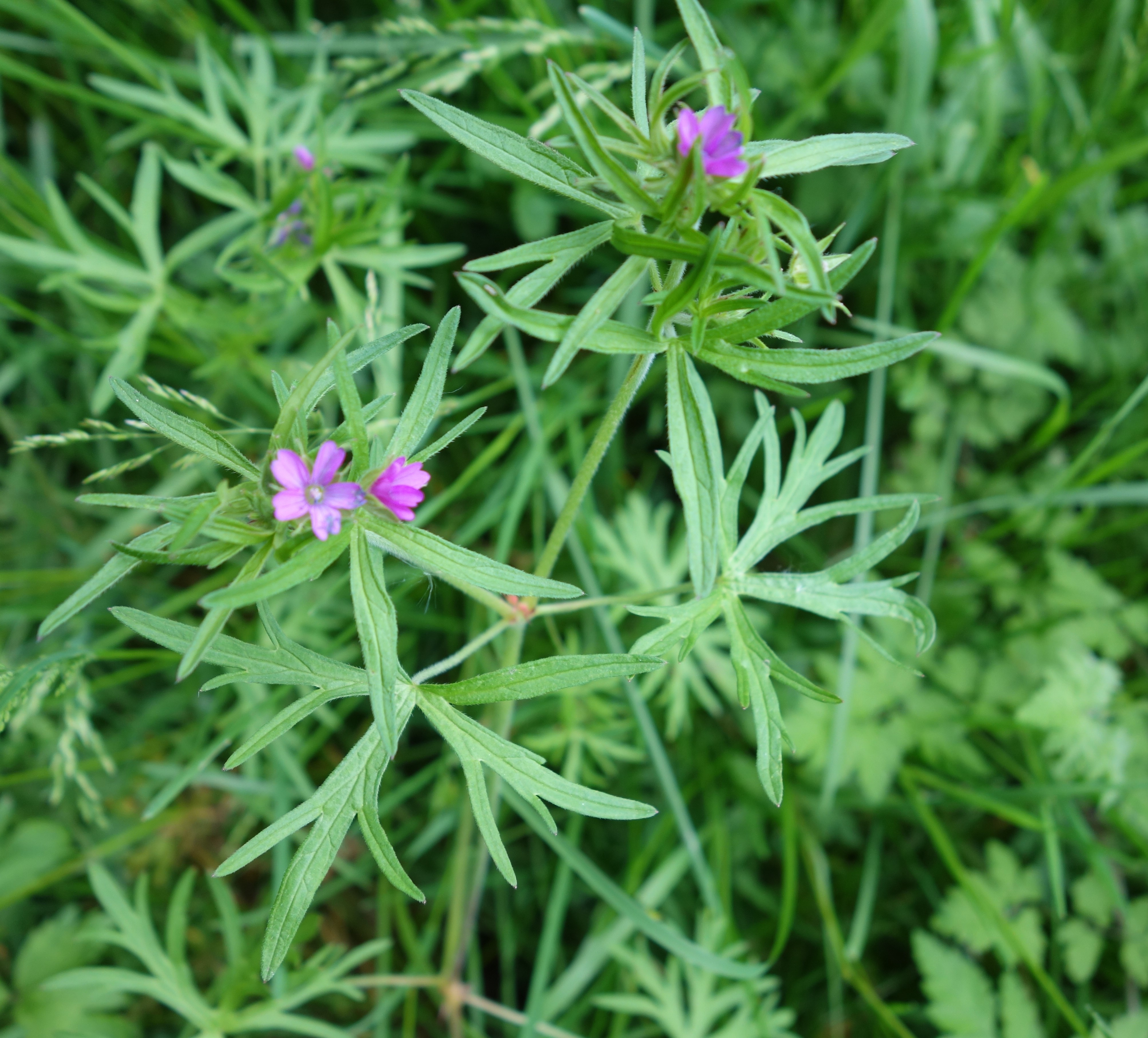 Géranium découpé – Ma Botanique