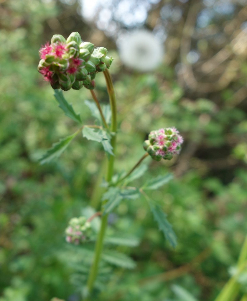 Ma Botanique: Petite pimprenelle, Pimprenelle à fruits réticulés ...
