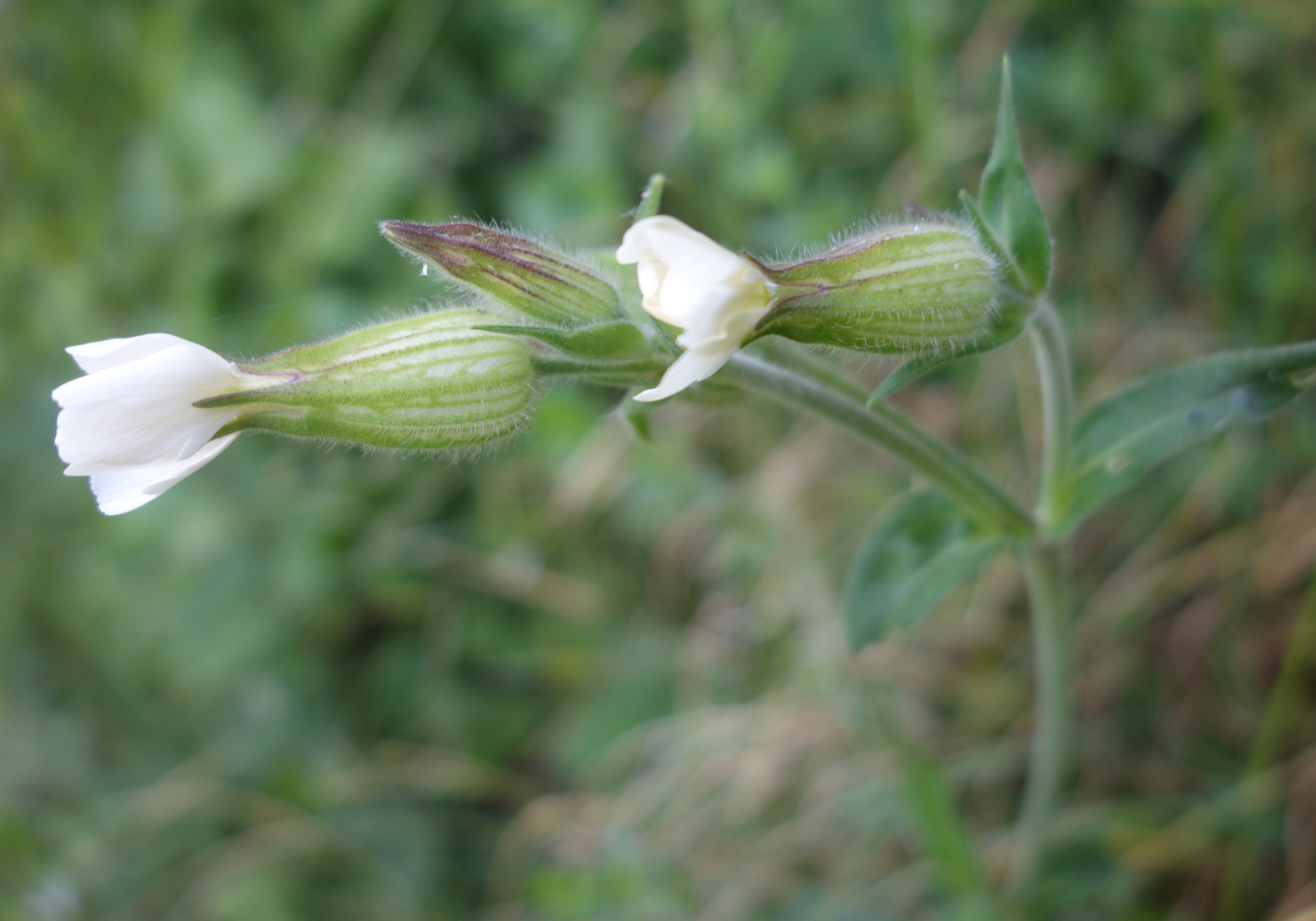 Silène blanc, Silène des prés – Ma Botanique