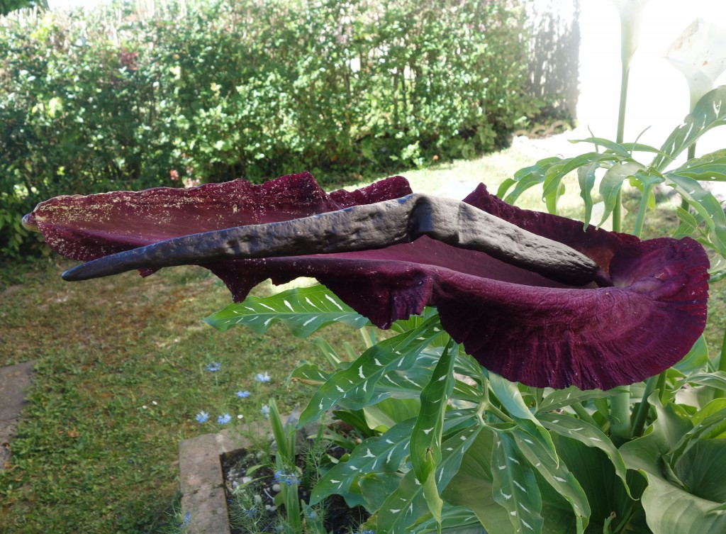 Serpentaire commune, Petit dragon, Gouet serpentaire, Arum puant | Ma ...