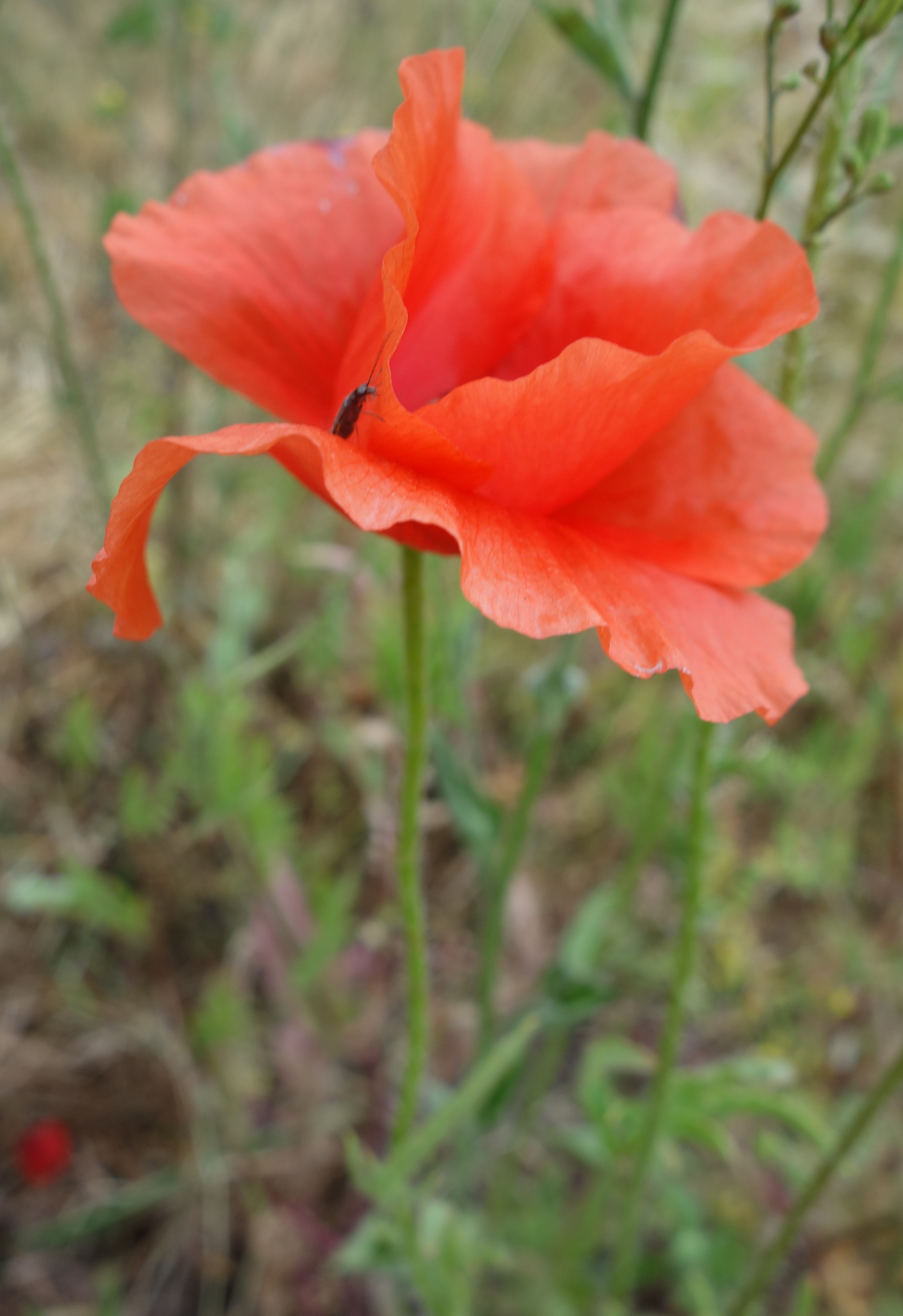 Grand coquelicot, Ponceau, Pavot-coq, Pavot des champs – Ma Botanique