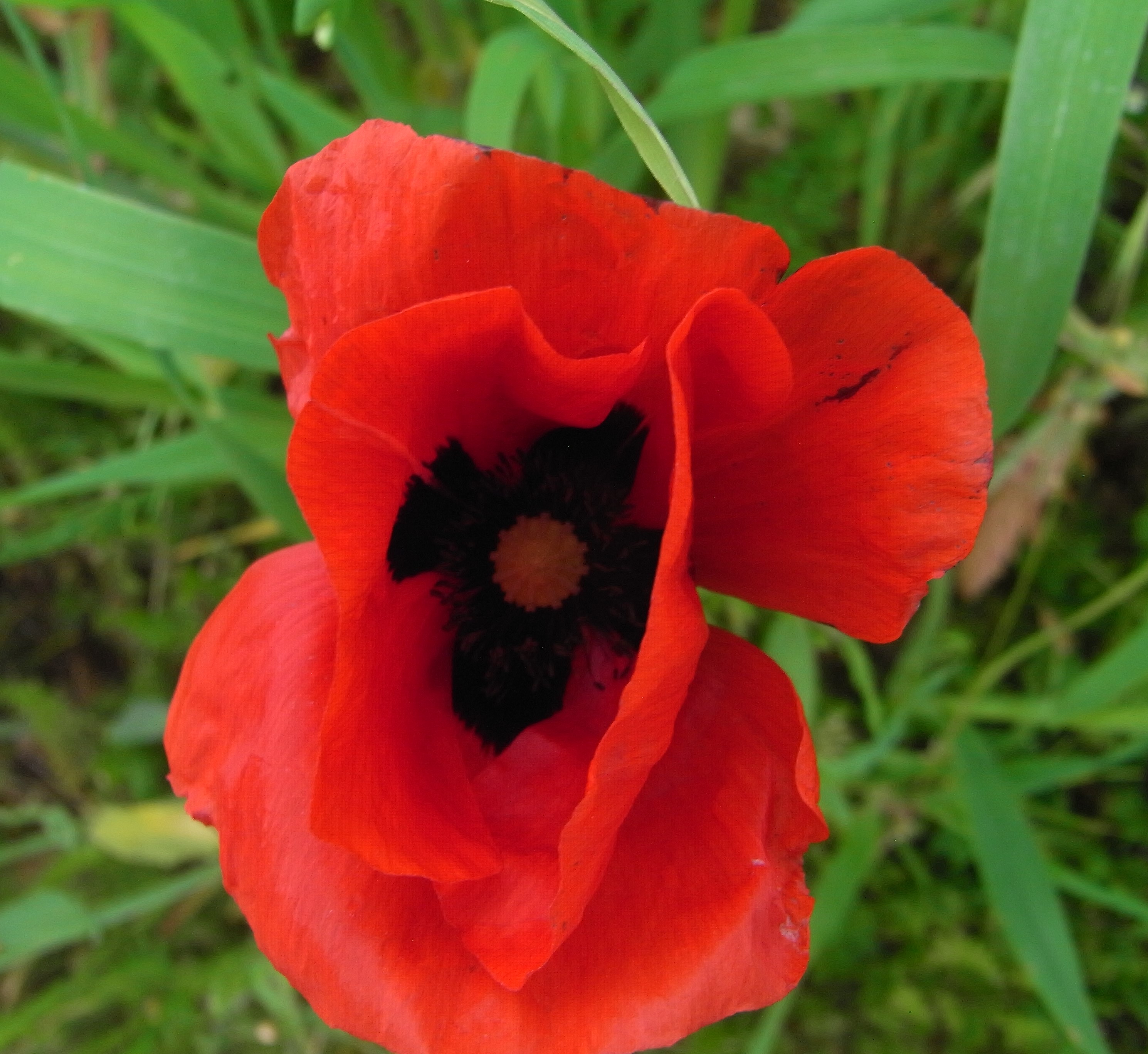 Grand coquelicot, Ponceau, Pavot-coq, Pavot des champs – Ma Botanique