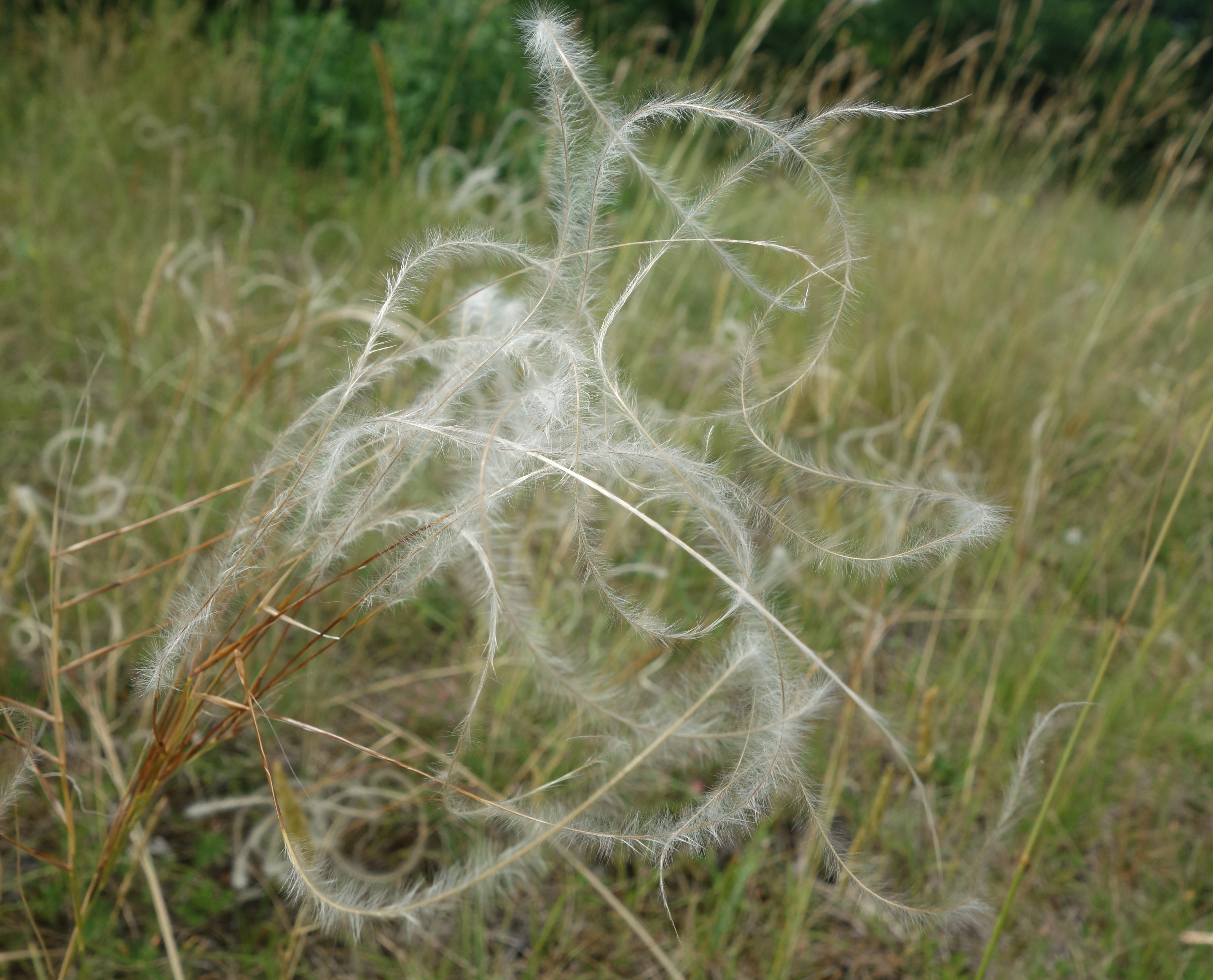 Stipe pennée, Plumet, Cheveux d’ange – Ma Botanique
