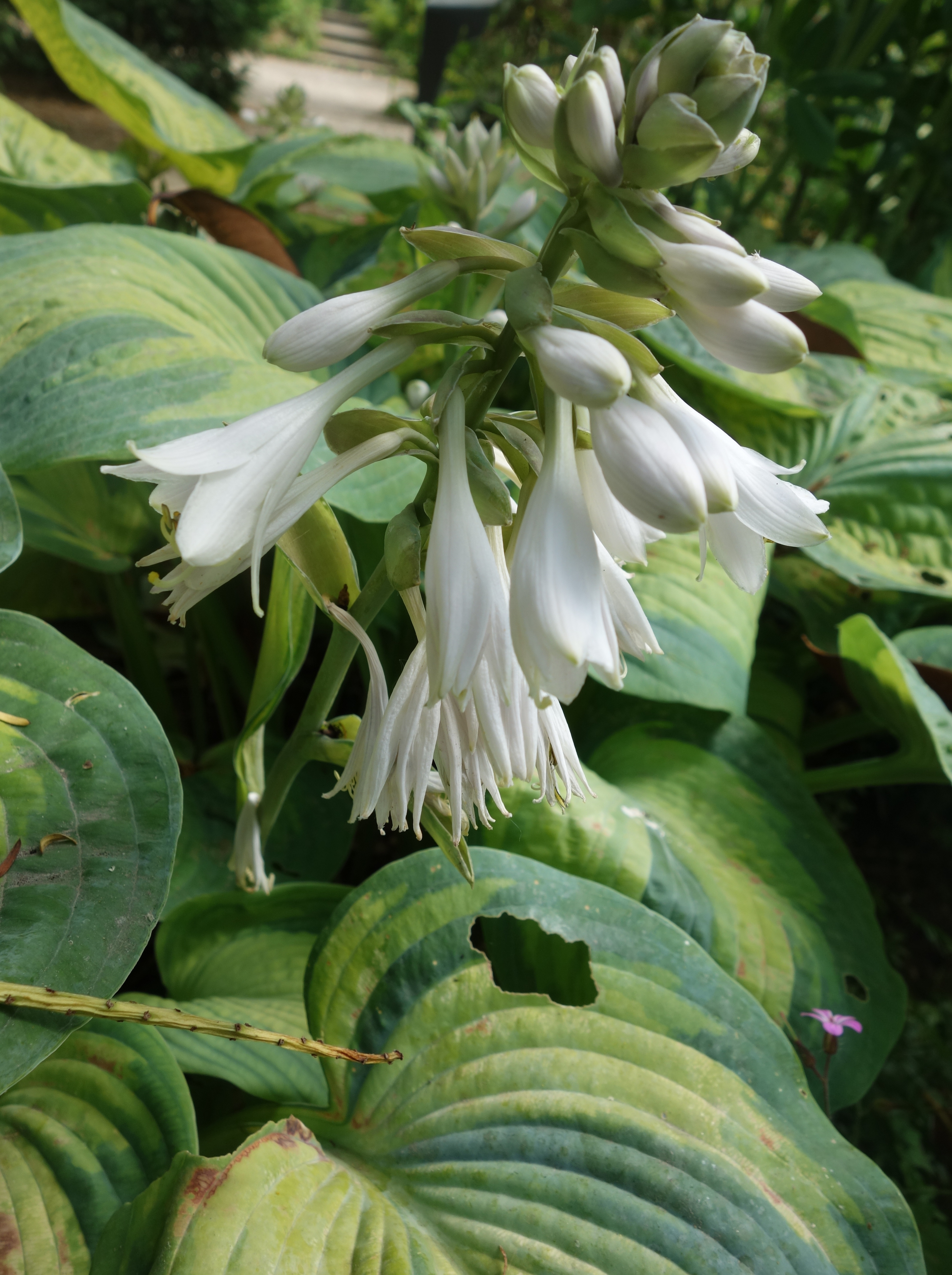 Hosta à grandes feuilles, Lys plantain, Hosta de Siebold - Ma Botanique