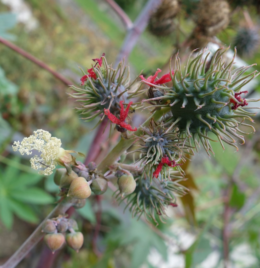 Ricin commun, Palmi Christi – Ma Botanique