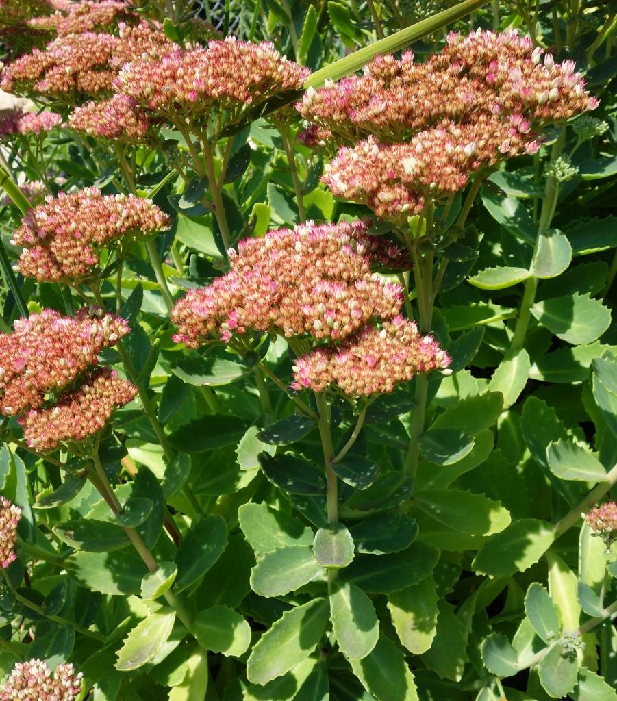 Orpin d’automne, Orpin des jardins, Sedum remarquable – Ma Botanique