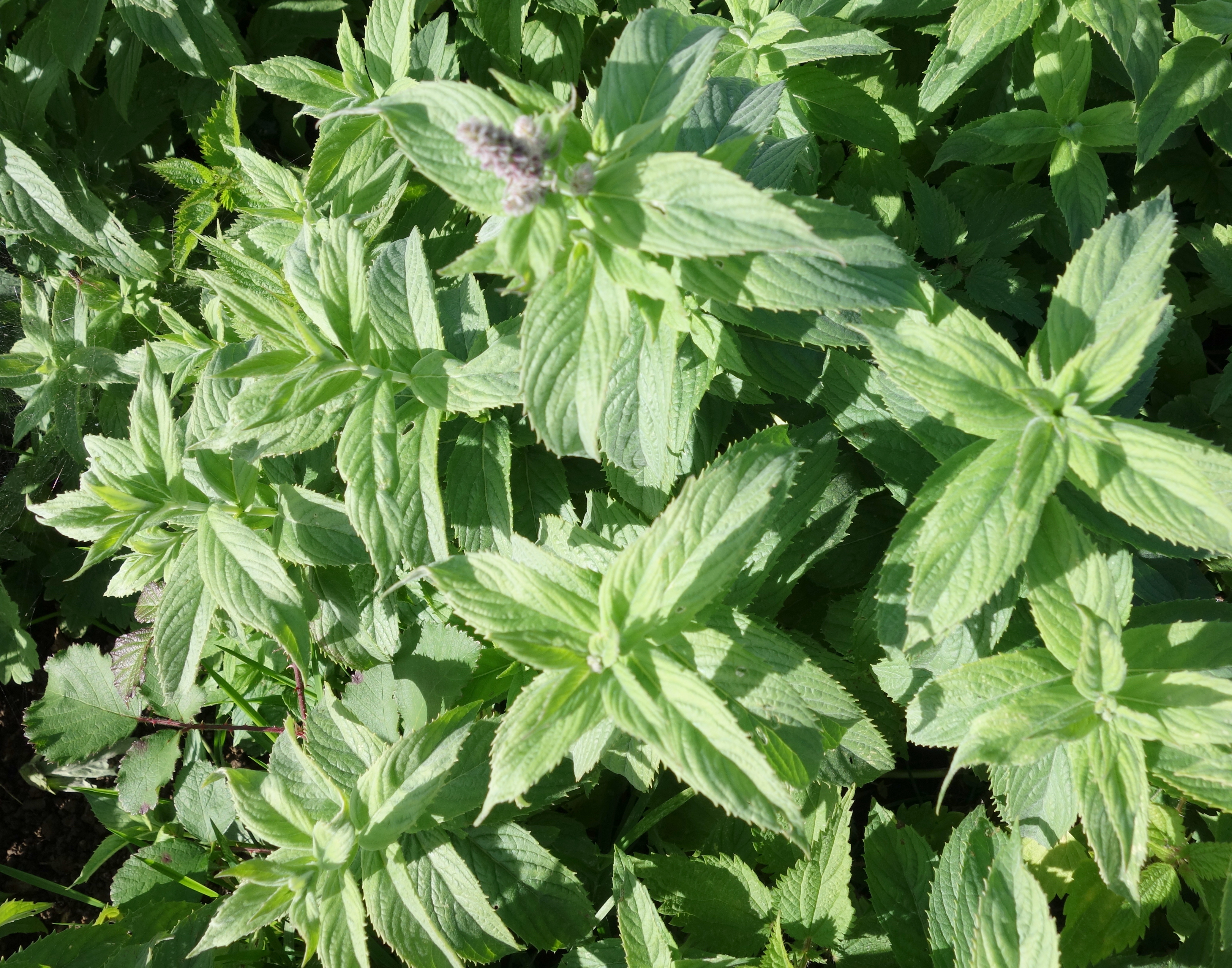 Menthe à longues feuilles, Menthe douce, Menthe de cheval – Ma Botanique