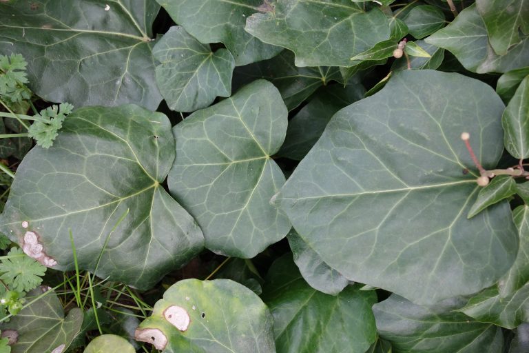 Lierre de Perse, Lierre de Colchide, Lierre du Caucase | Ma Botanique