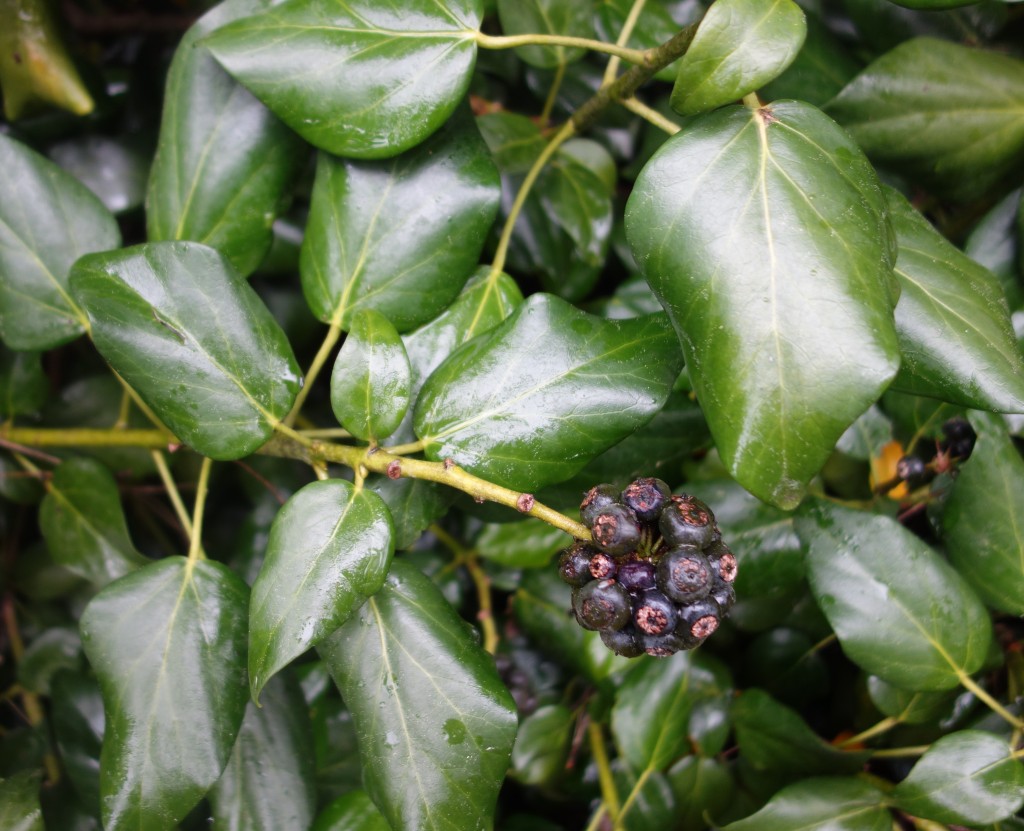 Lierre de Perse, Lierre de Colchide, Lierre du Caucase | Ma Botanique