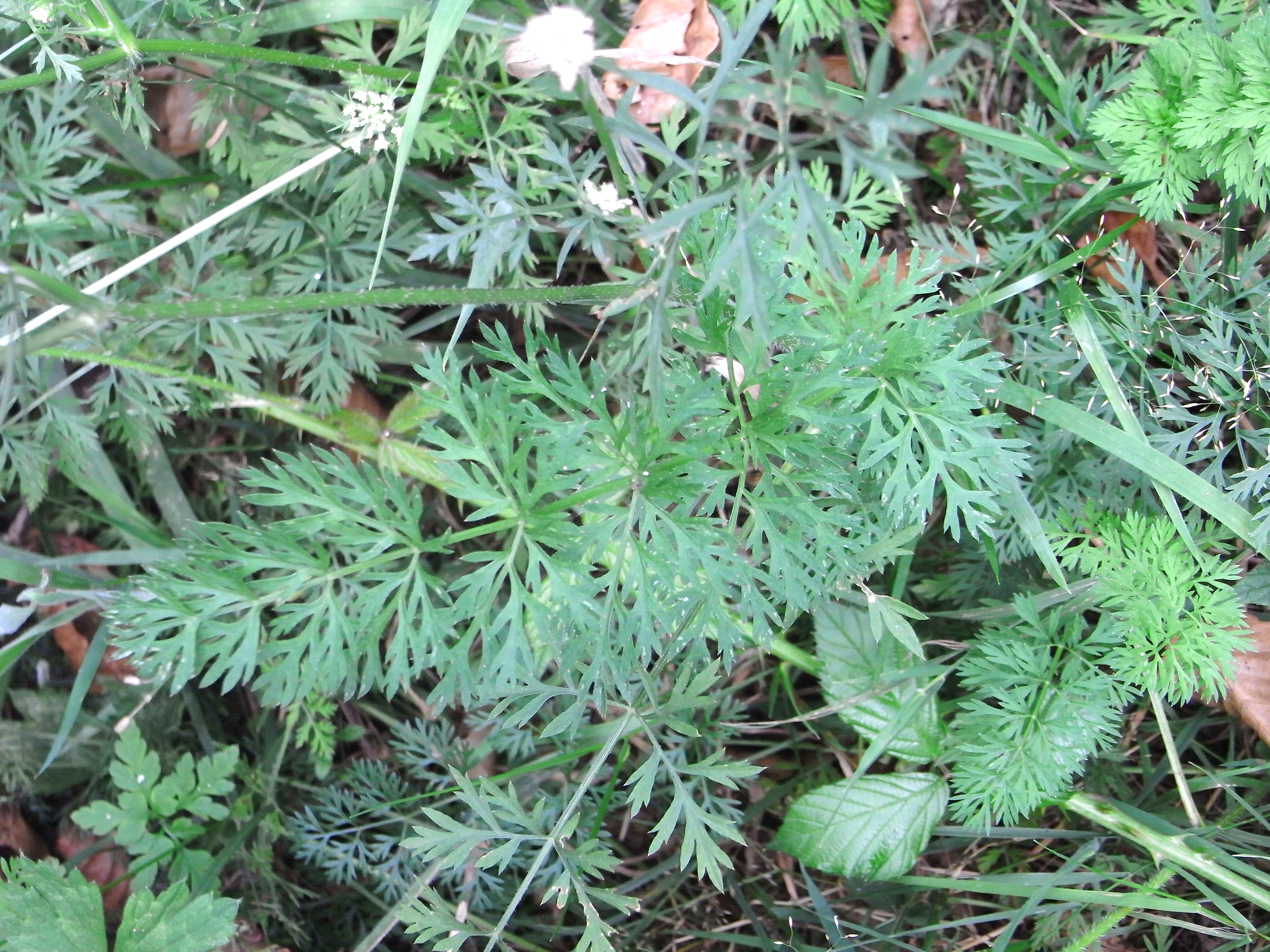 Carotte sauvage - Ma Botanique