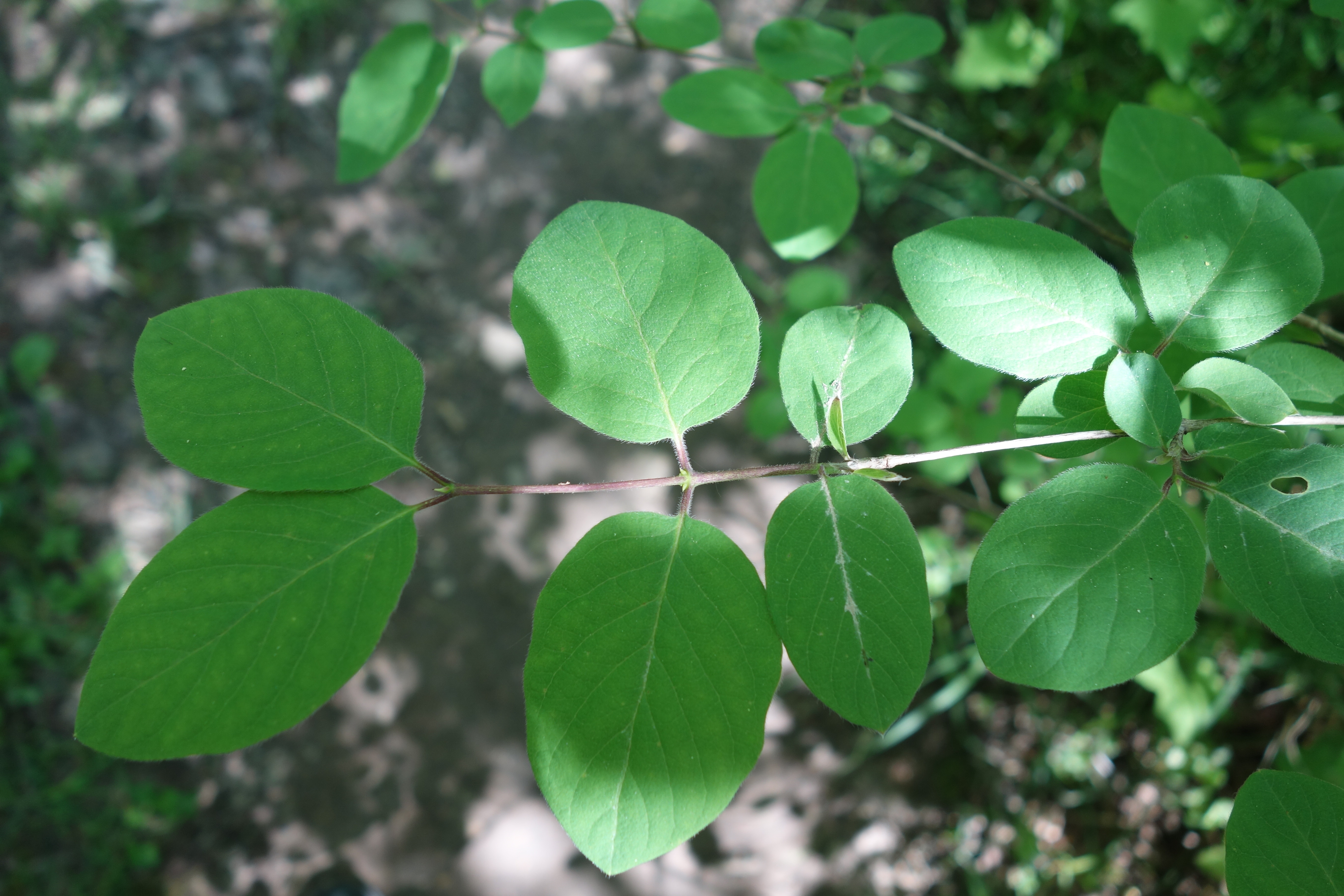 Camérisier des bois, Chèvrefeuille à balais – Ma Botanique