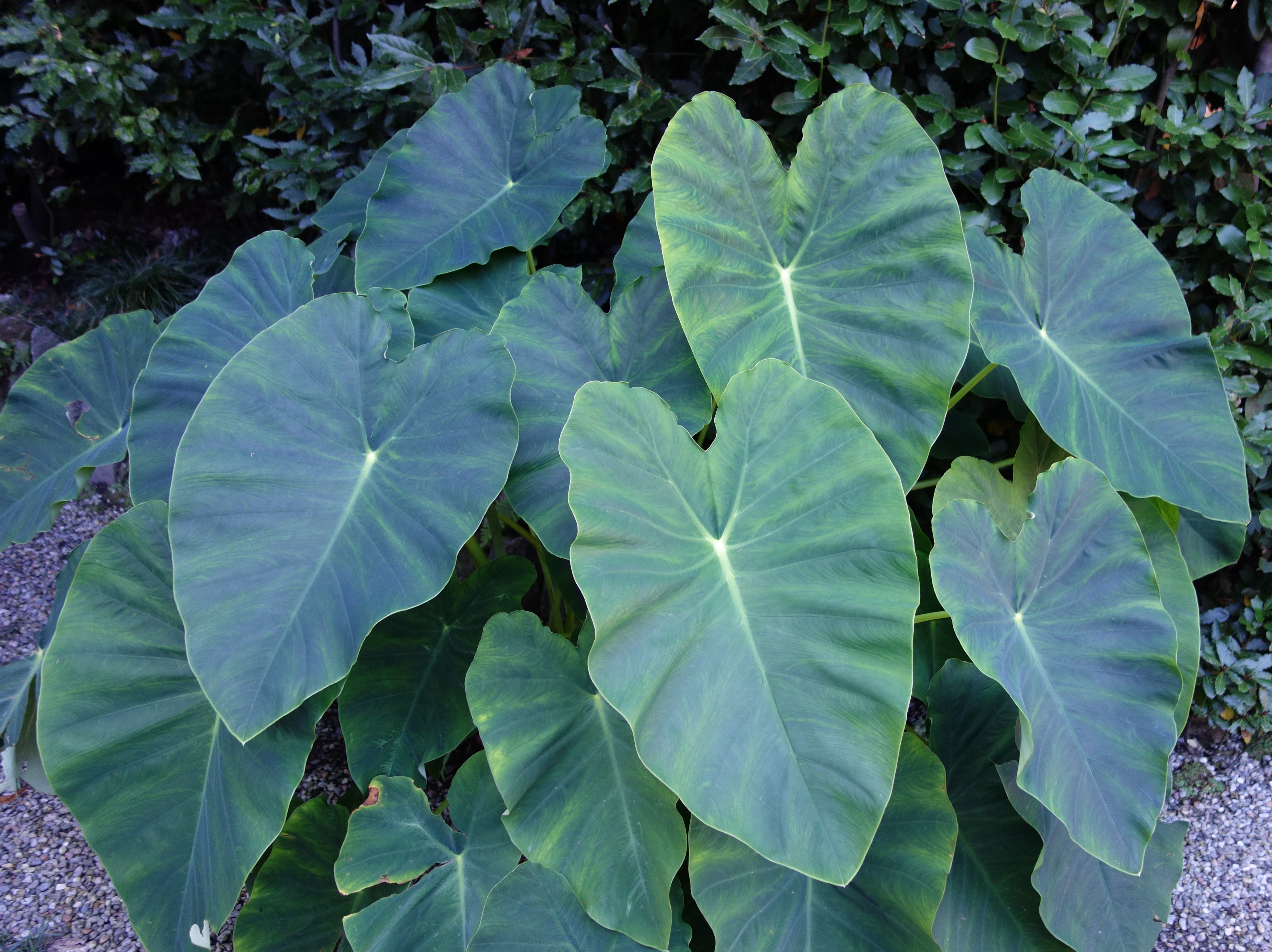 Colocasia oreille d'éléphant - Ma Botanique