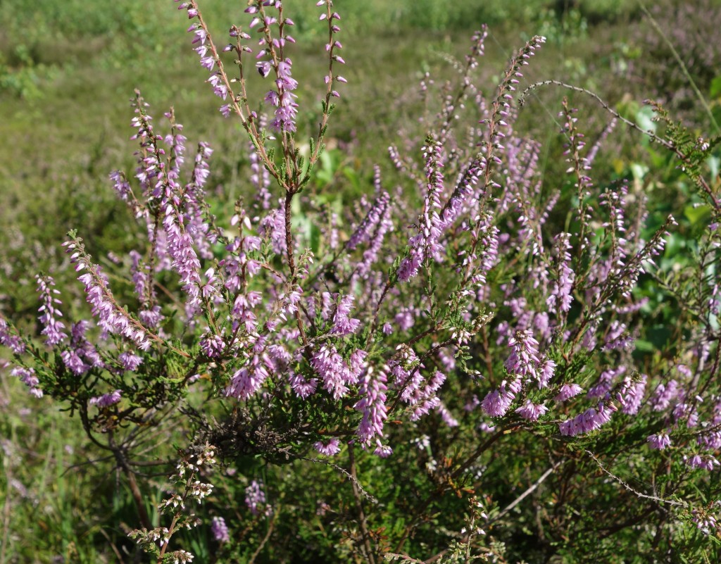 Callune, Fausse bruyère, Bruyère commune, Brande | Ma Botanique