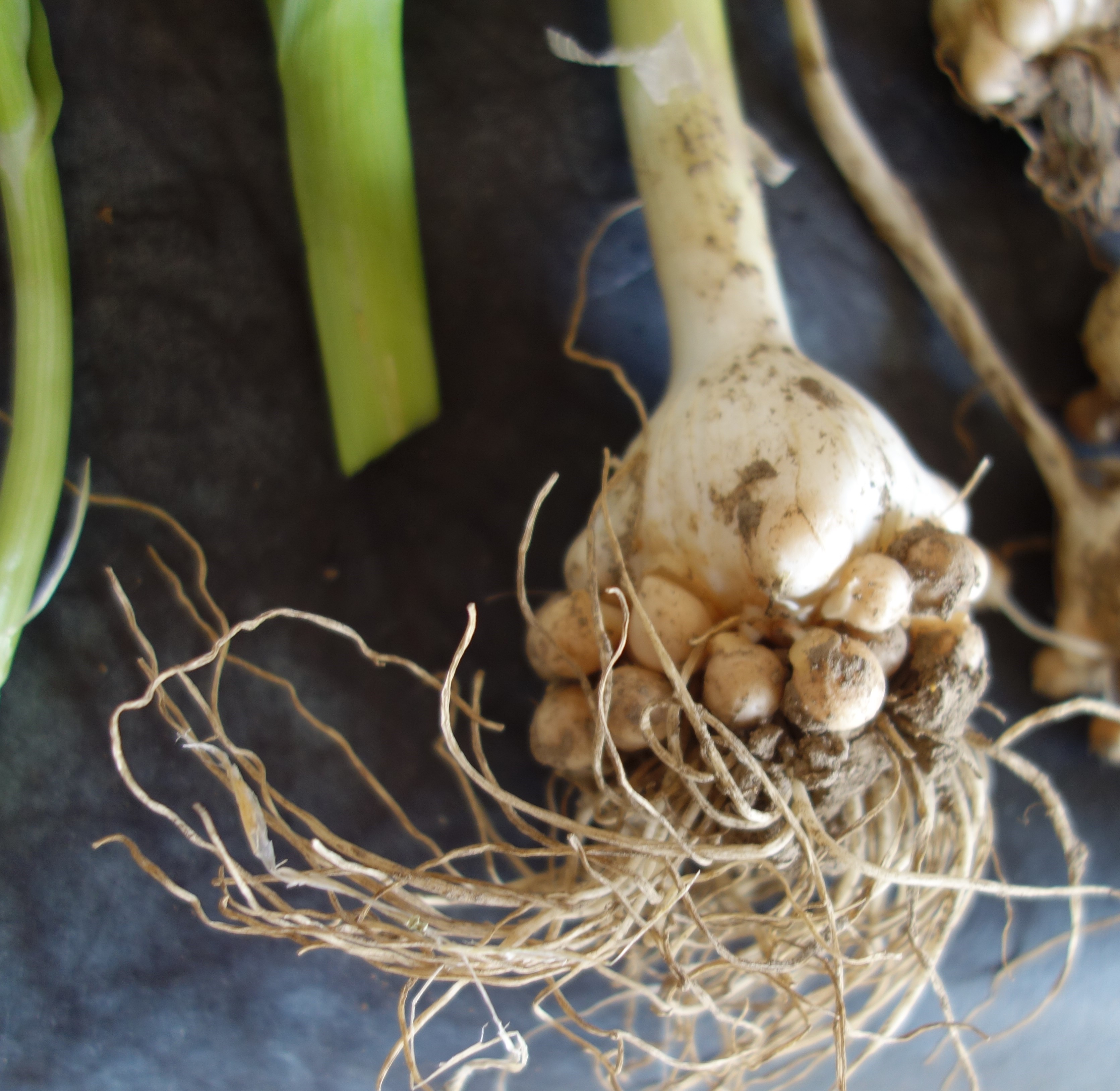 Ail à fleurs nombreuses, Poireau des vignes, Baragane – Ma Botanique