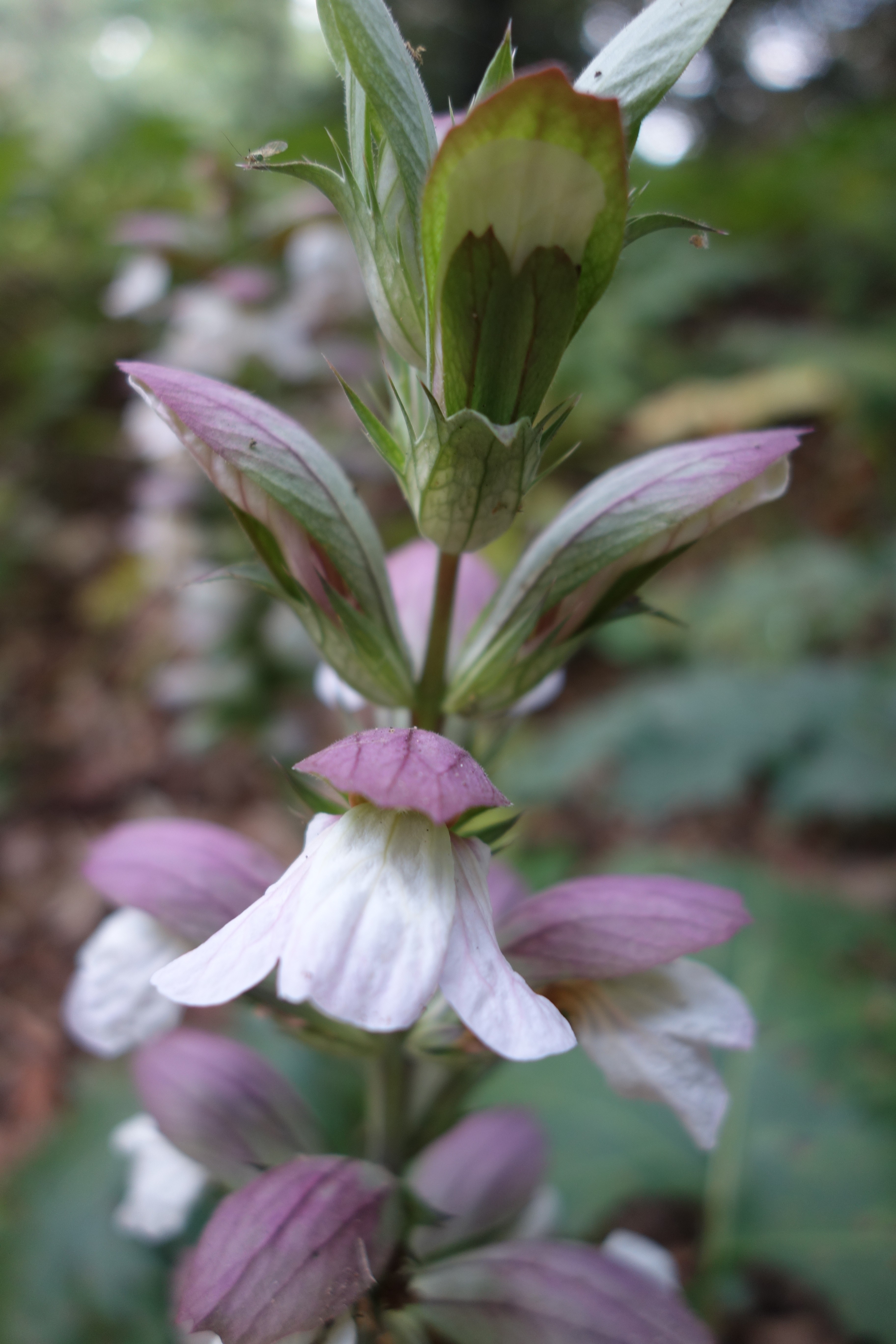 Acanthe molle - Ma Botanique