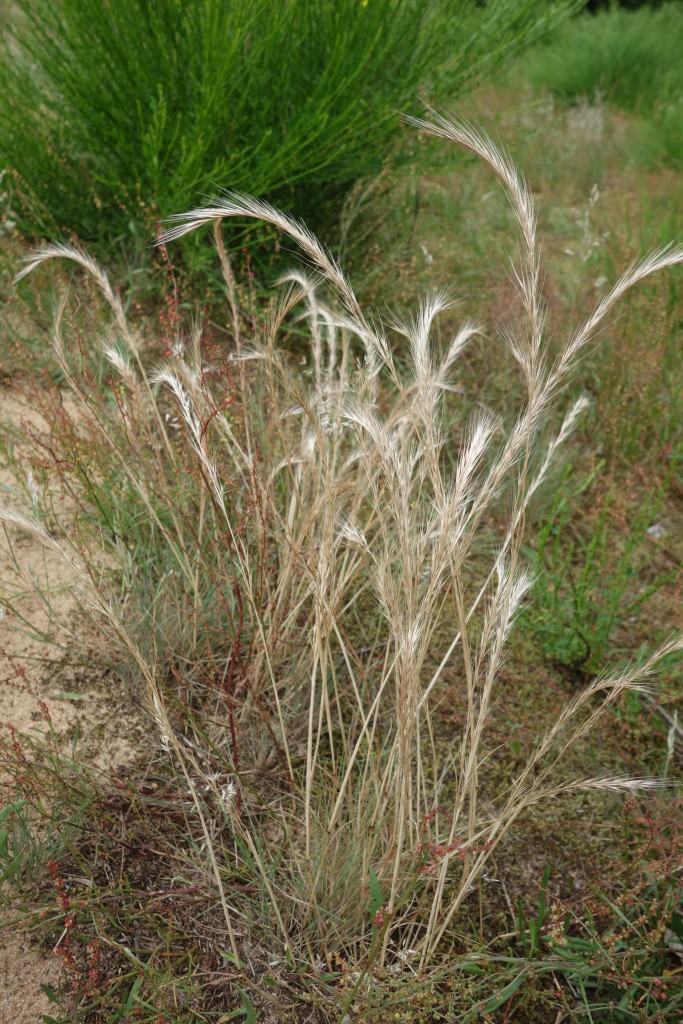 Ma Botanique: Vulpie queue-de-souris, Vulpie queue-de-rat