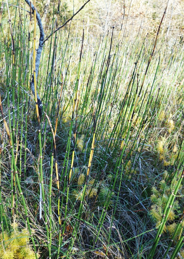 Prêle de Moore ou occidentale | Ma Botanique