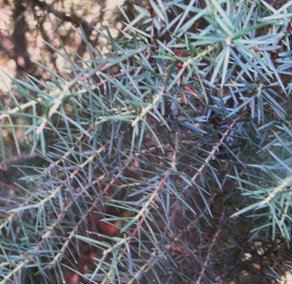 Genévrier oxycèdre, Cèdre piquant, Arbre à cade | Ma Botanique