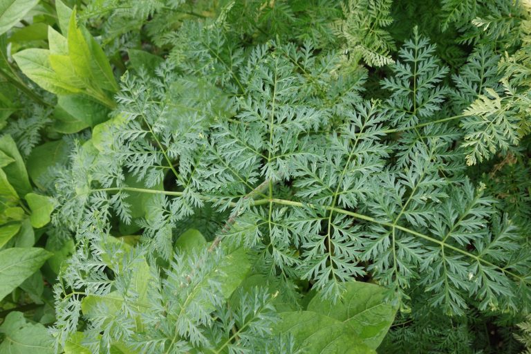 Ma Botanique: Grande ciguë, Ciguë tachée