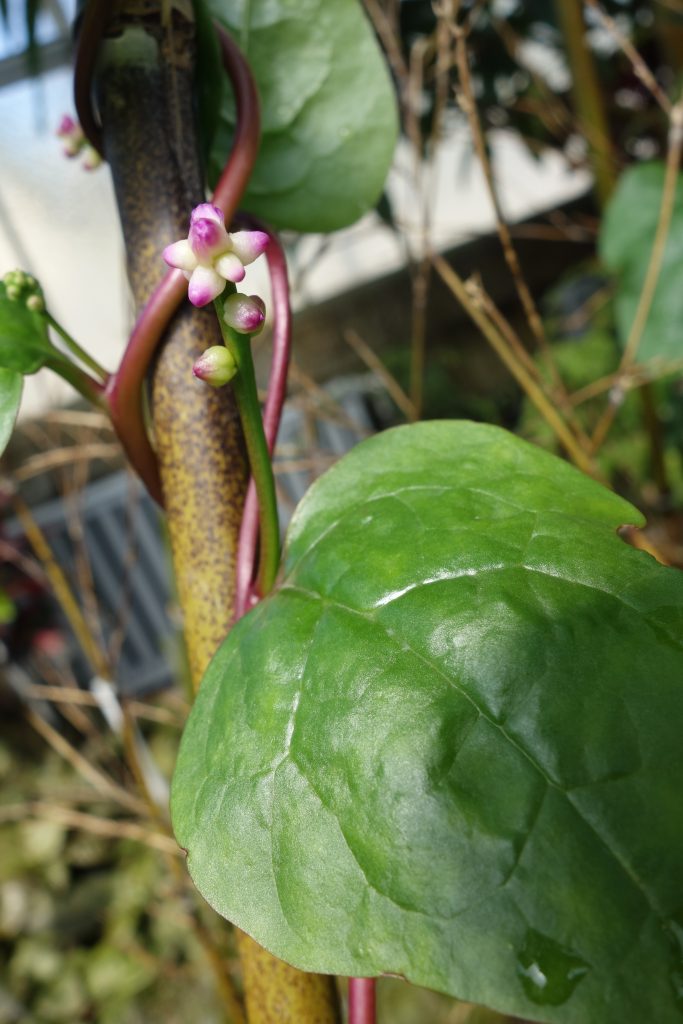 Baselle blanche, Epinard de Malabar | Ma Botanique