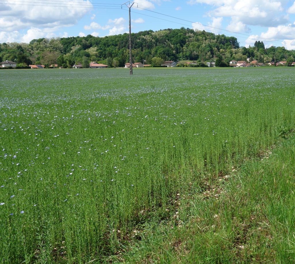 Lin cultivé – Ma Botanique
